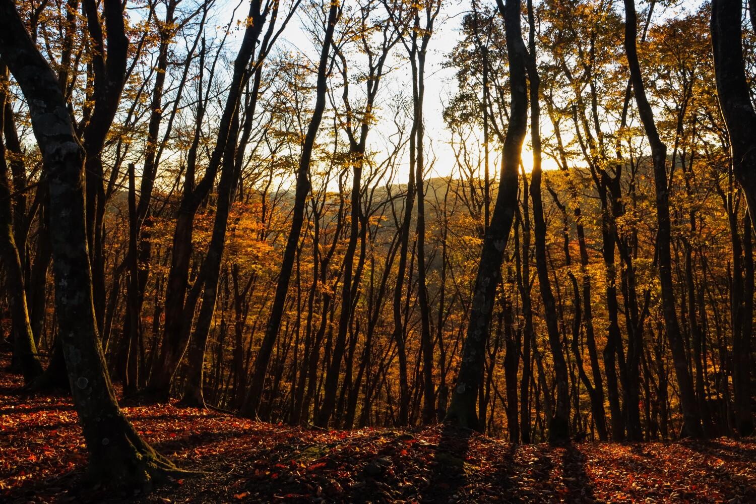 EKM; Everyone Kids Mountain / jackalさんの皆子山の活動データ | YAMAP / ヤマップ