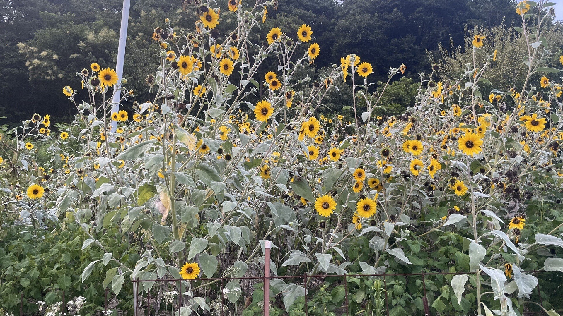 shiryoさんの投稿したフィールドメモ | YAMAP / ヤマップ