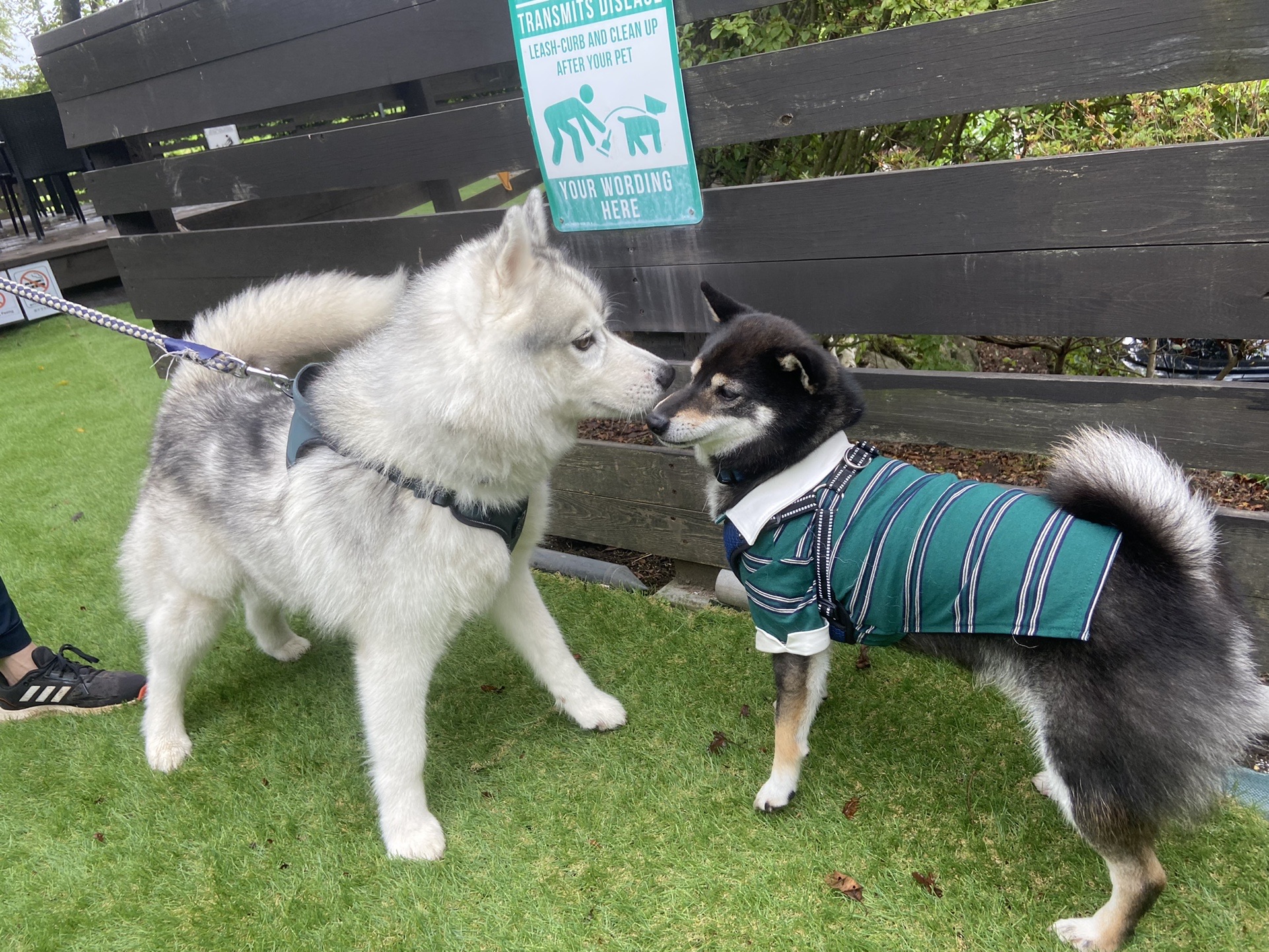 八ヶ岳観光2日目 昼まで待ったけど 清里... / Corchanさんのモーメント | YAMAP / ヤマップ