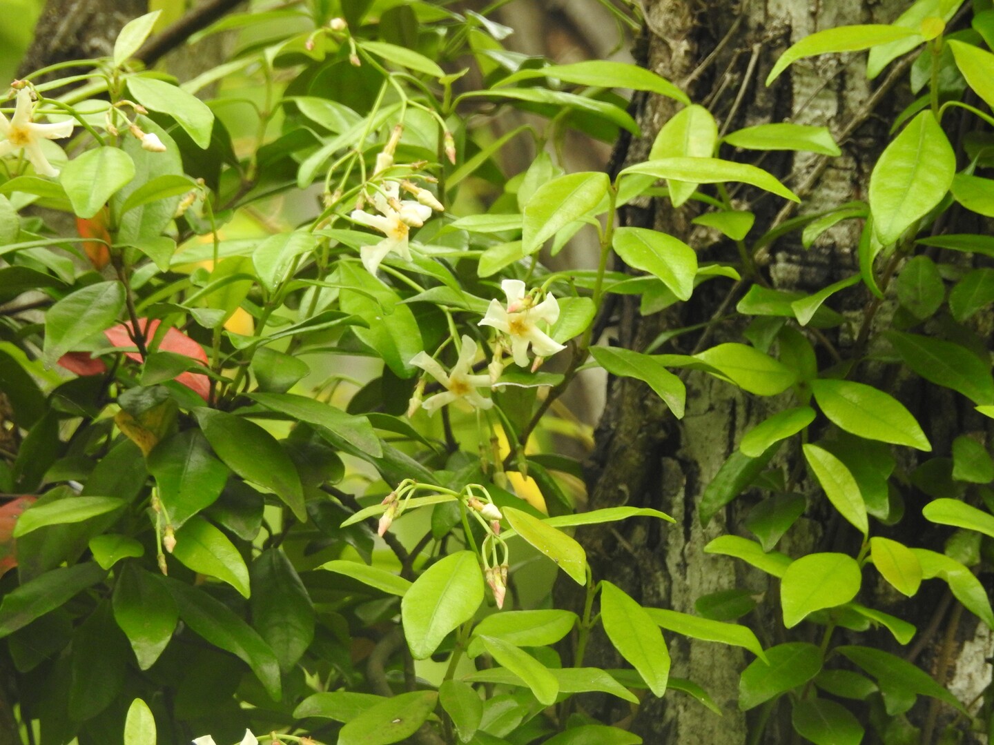 尖山-2024-05-24本道r往復 / Tona.Yamahasi.E.Sanpoさんの尖山の活動日記 | YAMAP / ヤマップ