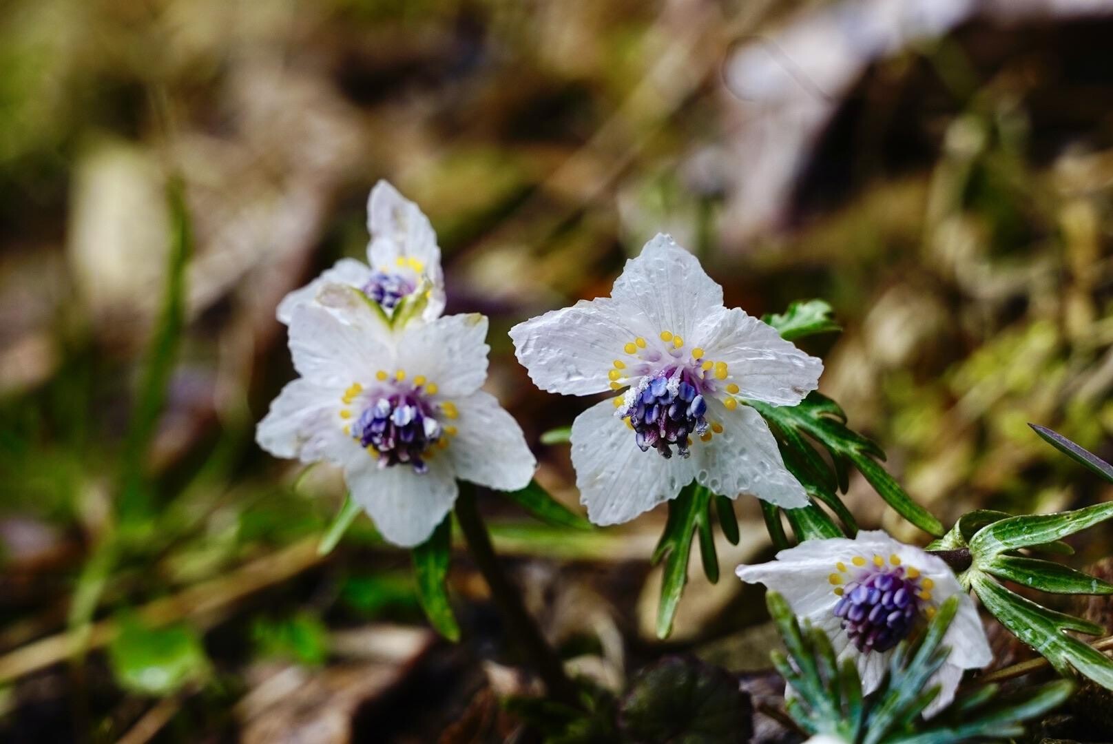遥々、セツブンソウを愛でに行ってきました... / chikaさんのモーメント | YAMAP / ヤマップ