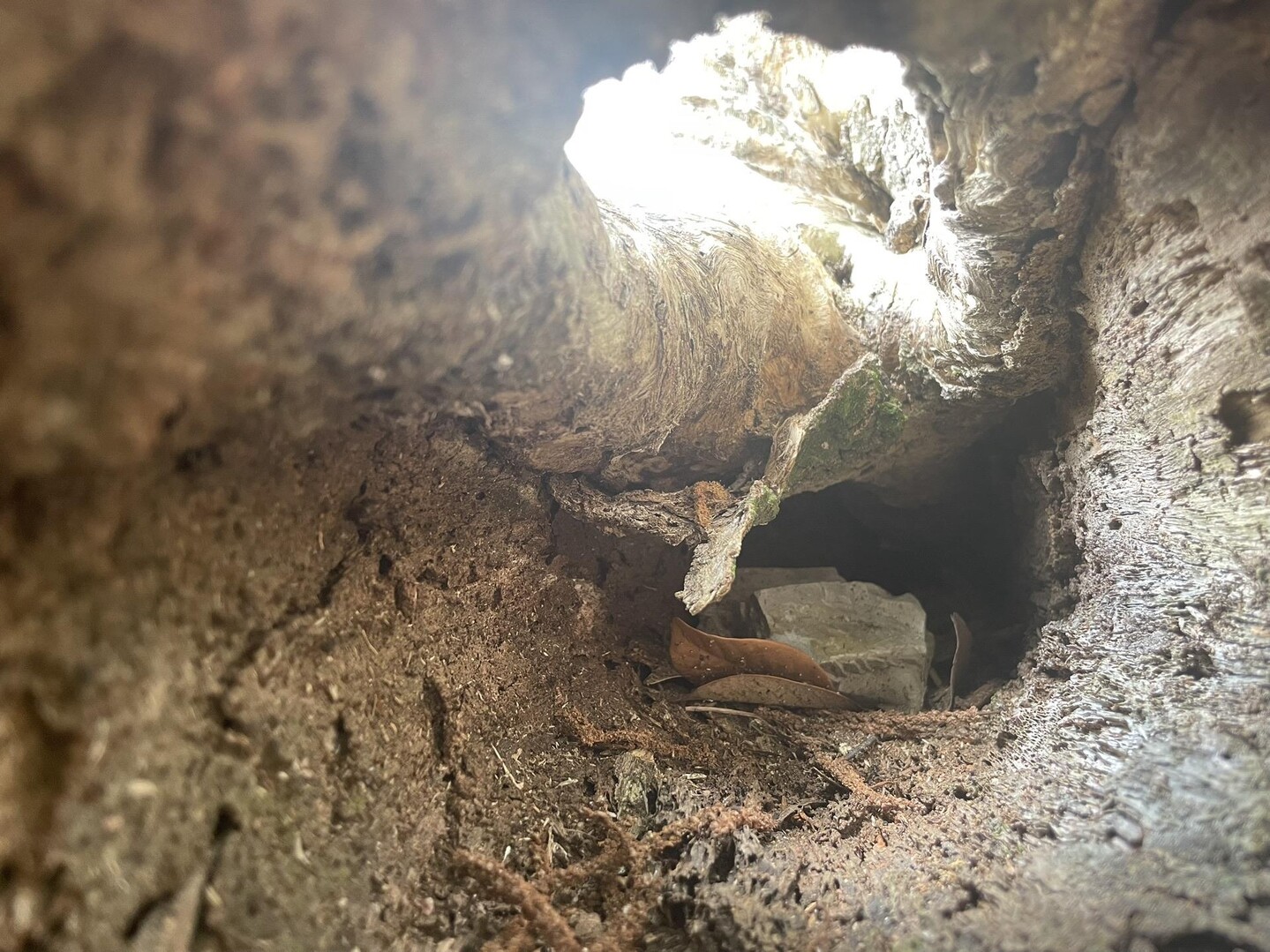 御殿山・鷹取山(南房総市)・宝篋塔山 / MIYABINさんの御殿山・大日山の活動データ | YAMAP / ヤマップ