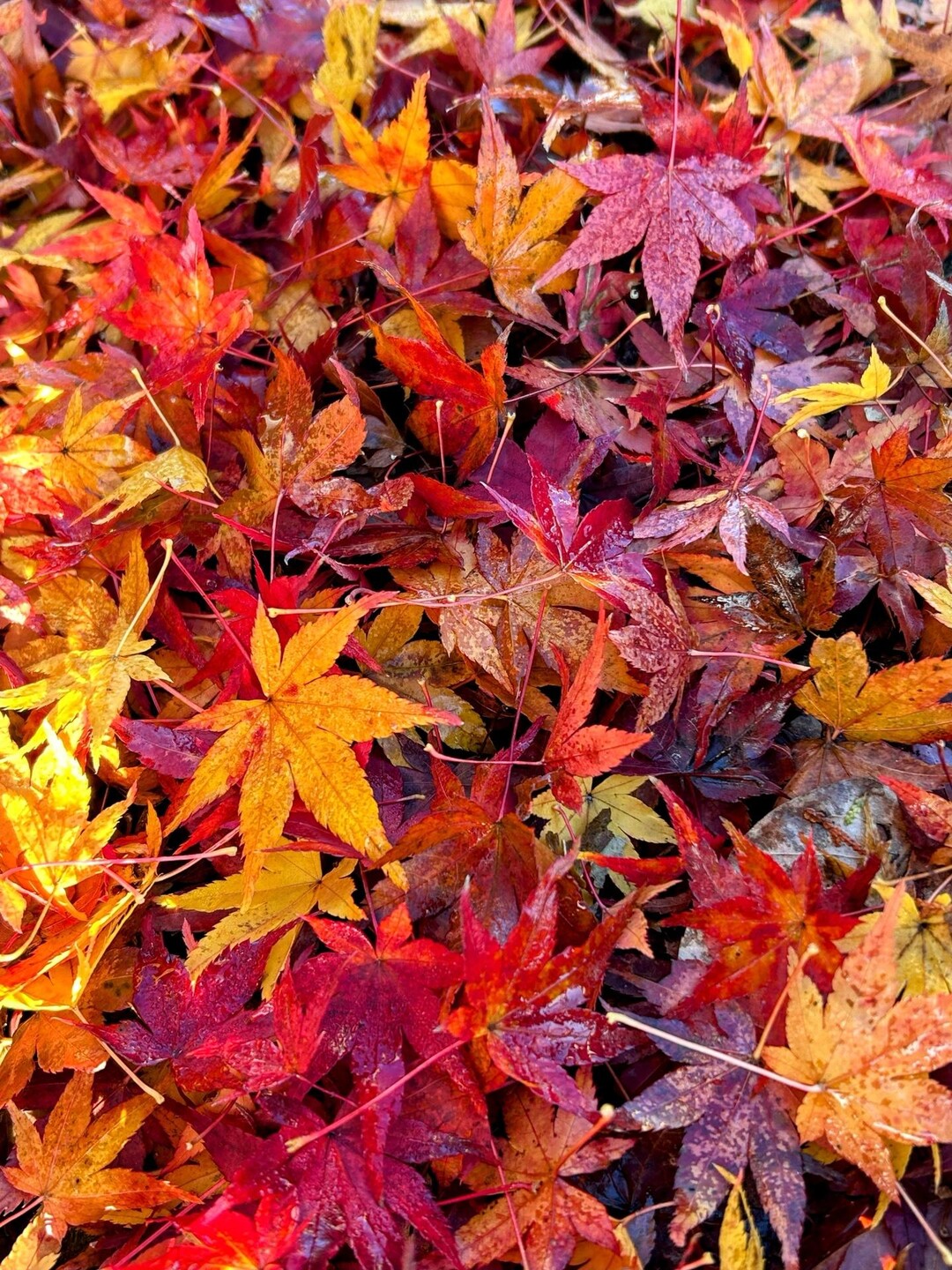 フルマラソンに向けて いつもは夜走る し... / ひとみんさんのモーメント | YAMAP / ヤマップ