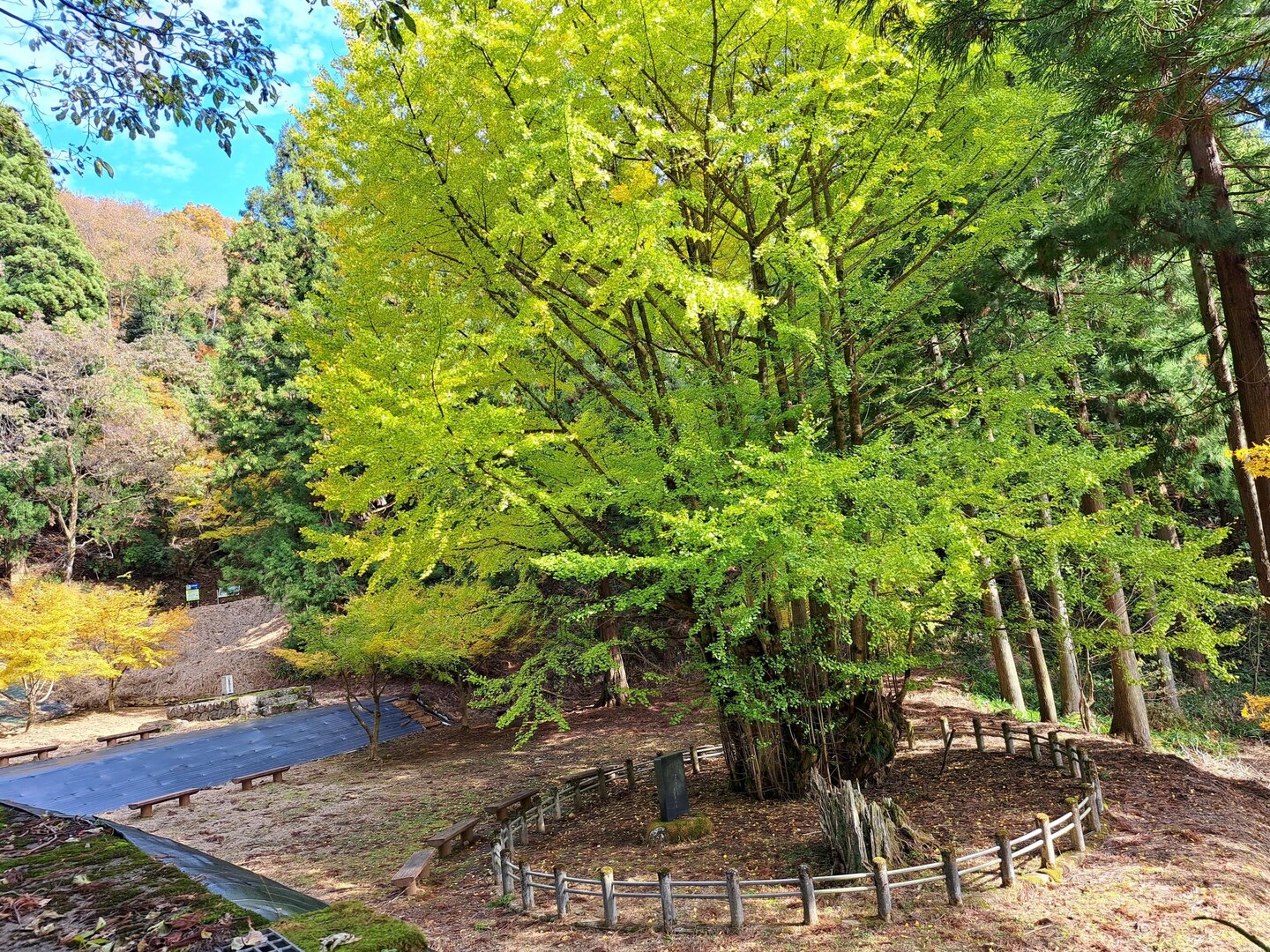 城山（三峯山） / jasmineさんの一乗城山の活動データ | YAMAP / ヤマップ