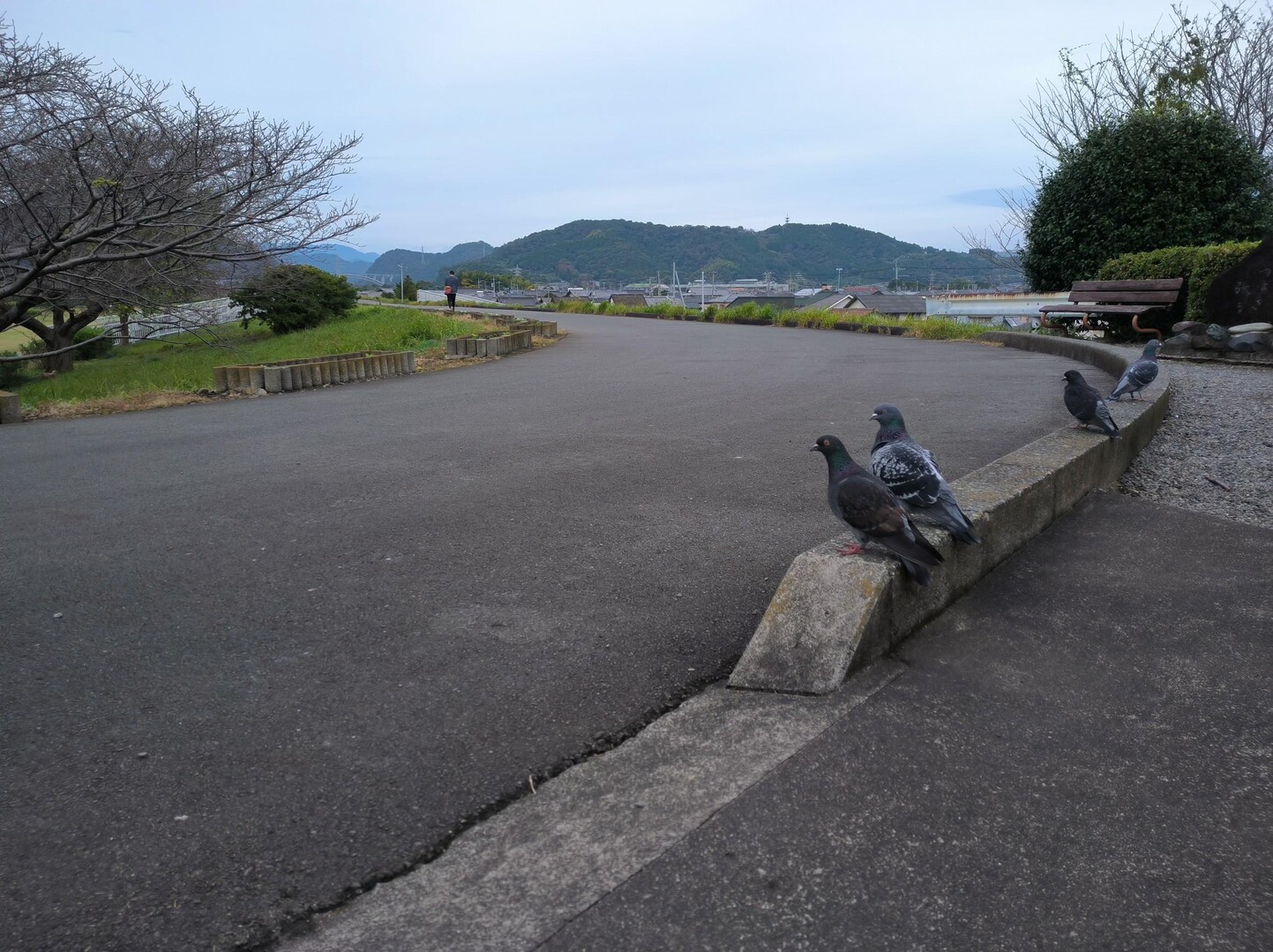 岩本山 / Koheiさんの岩本山・明星山の活動データ | YAMAP / ヤマップ