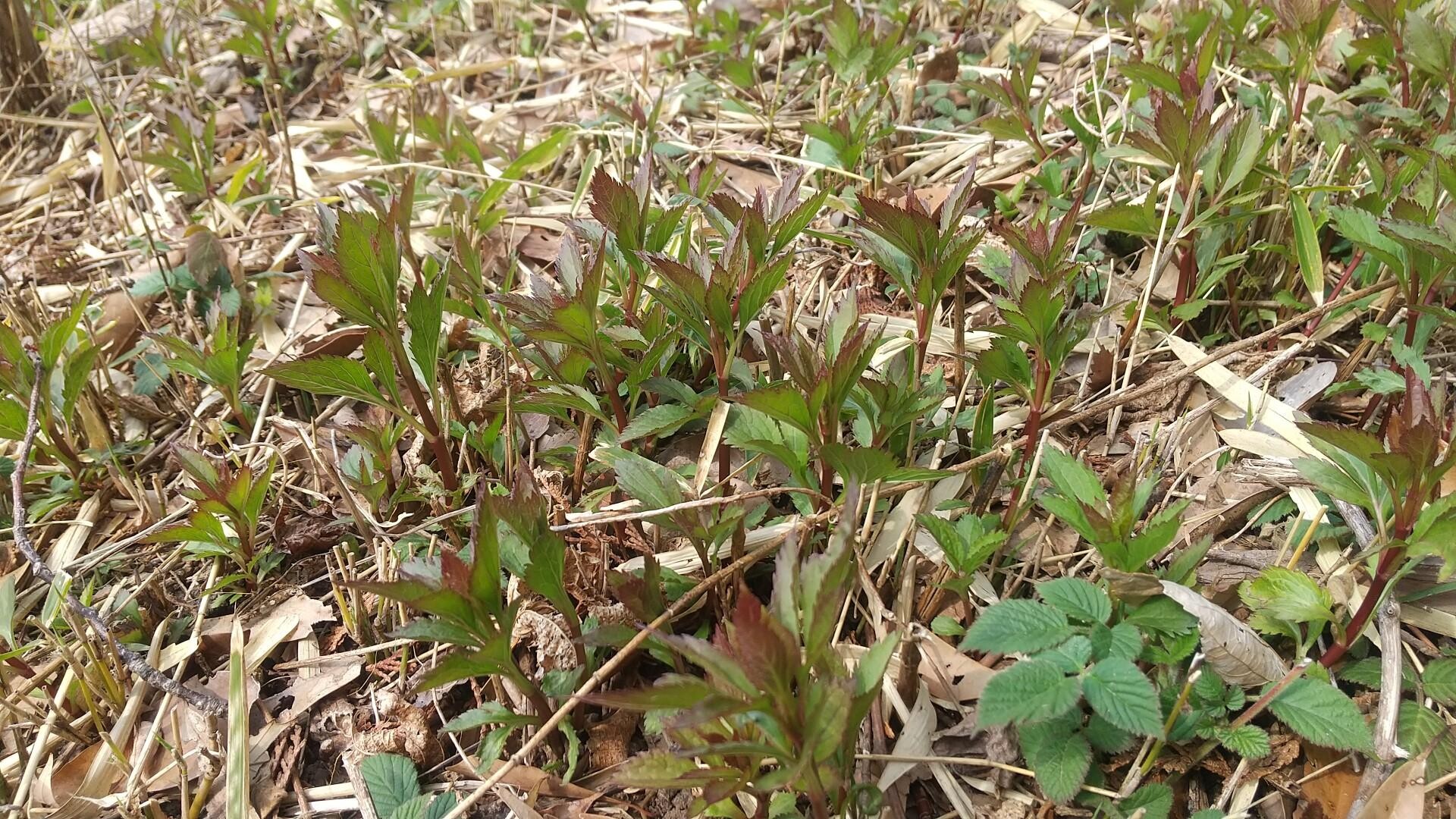 嶽山 朝の山歩 R5-15 / Zatoさんの嶽山・若山・四熊ヶ岳の活動データ | YAMAP / ヤマップ