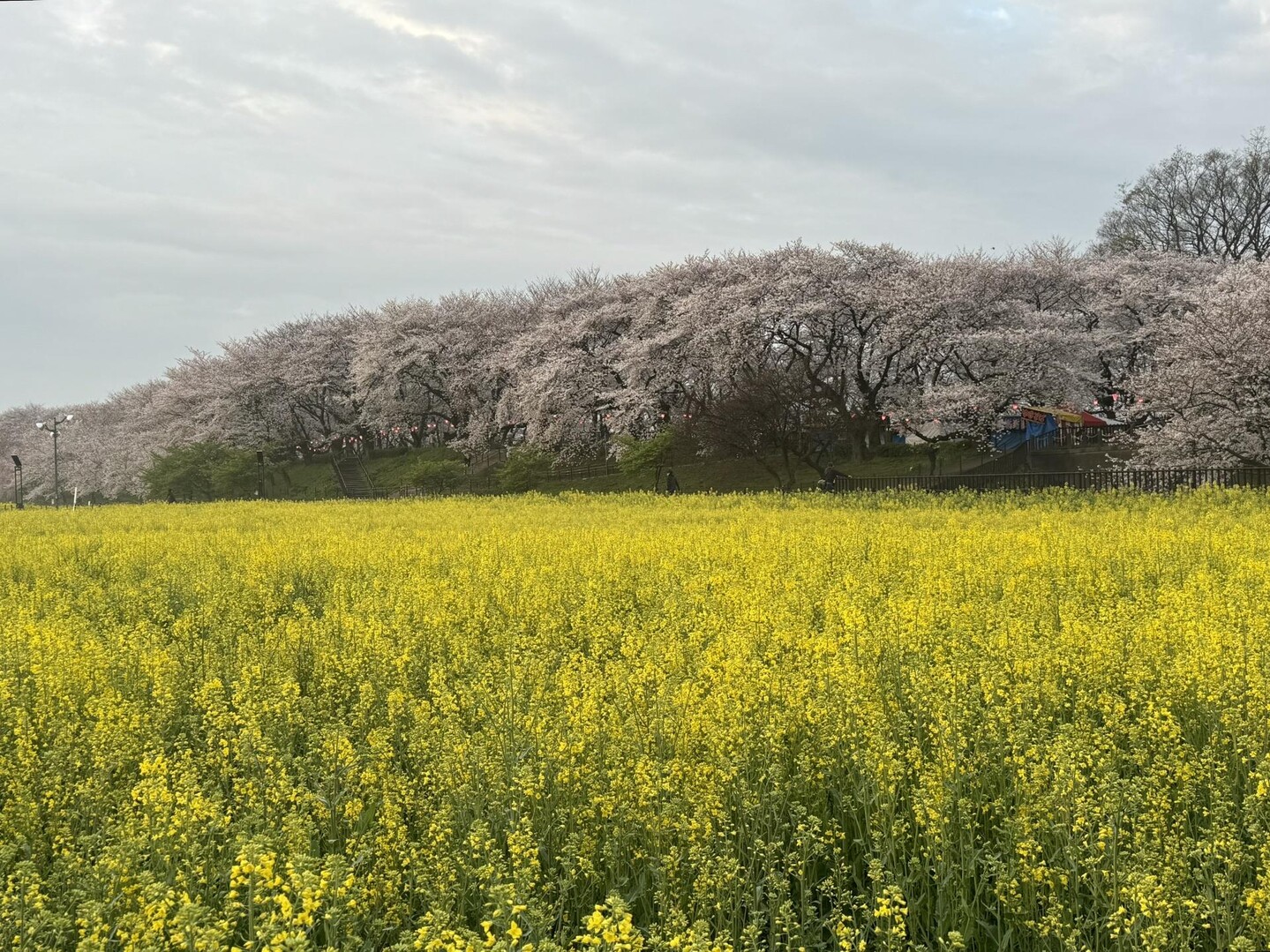 2024.4.7幸手権現堂。 朝5時半で... / たー69さんのモーメント | YAMAP / ヤマップ