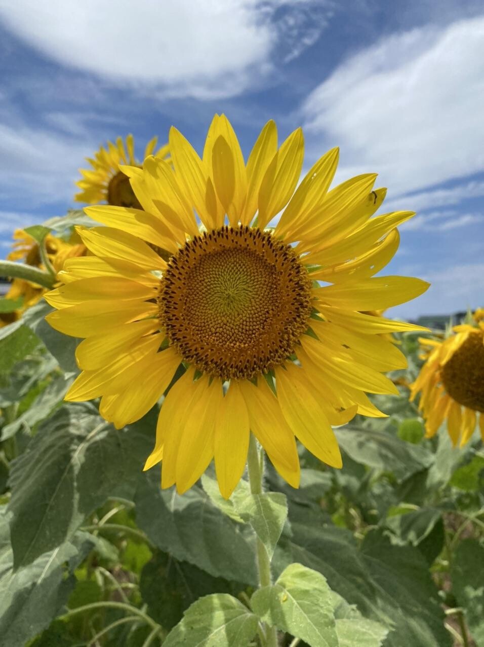 Yoshi☆のページ | YAMAP / ヤマップ