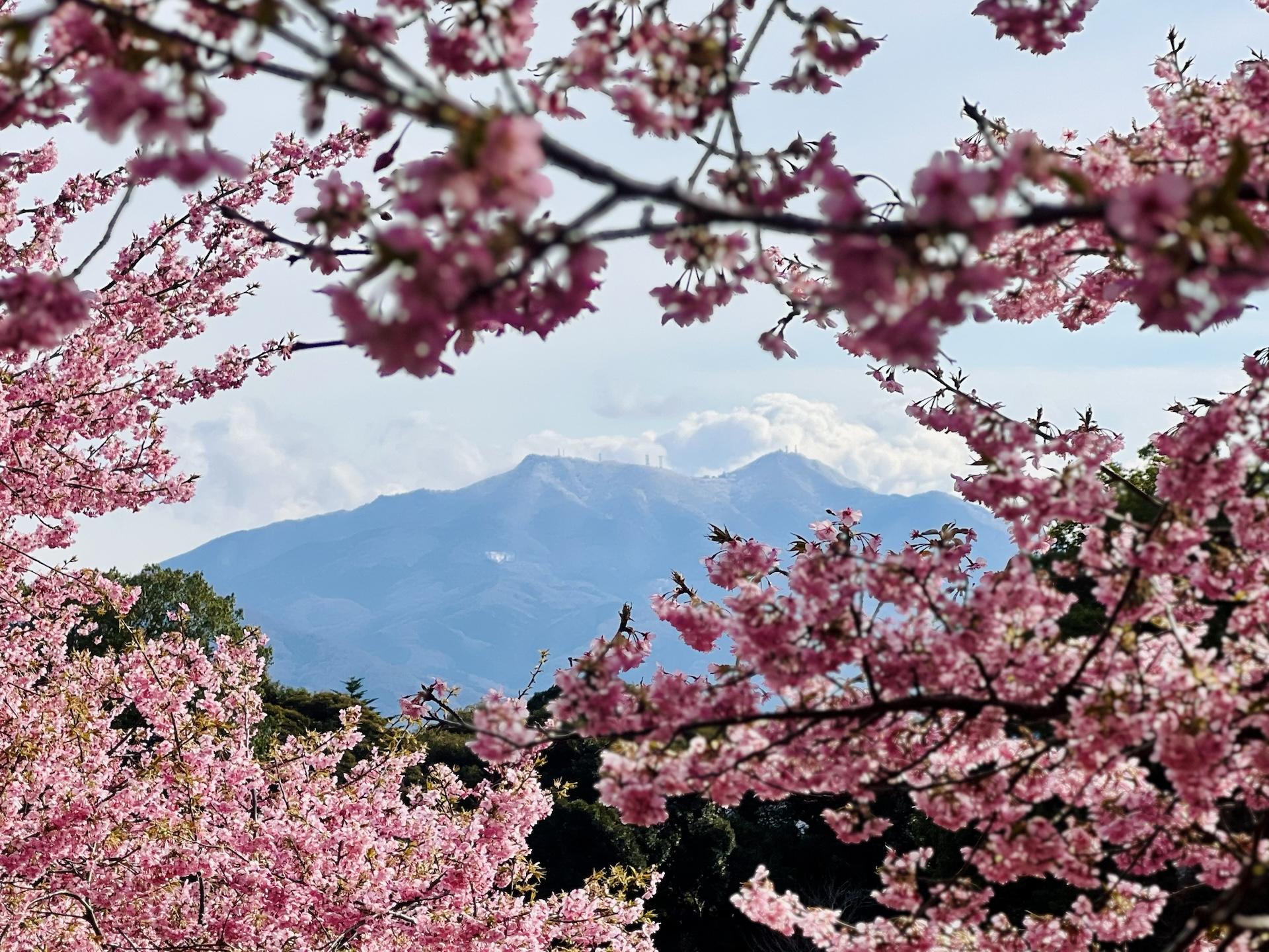2025.3.19 雨引観音 河津桜も... / yama-kさんのモーメント | YAMAP / ヤマップ