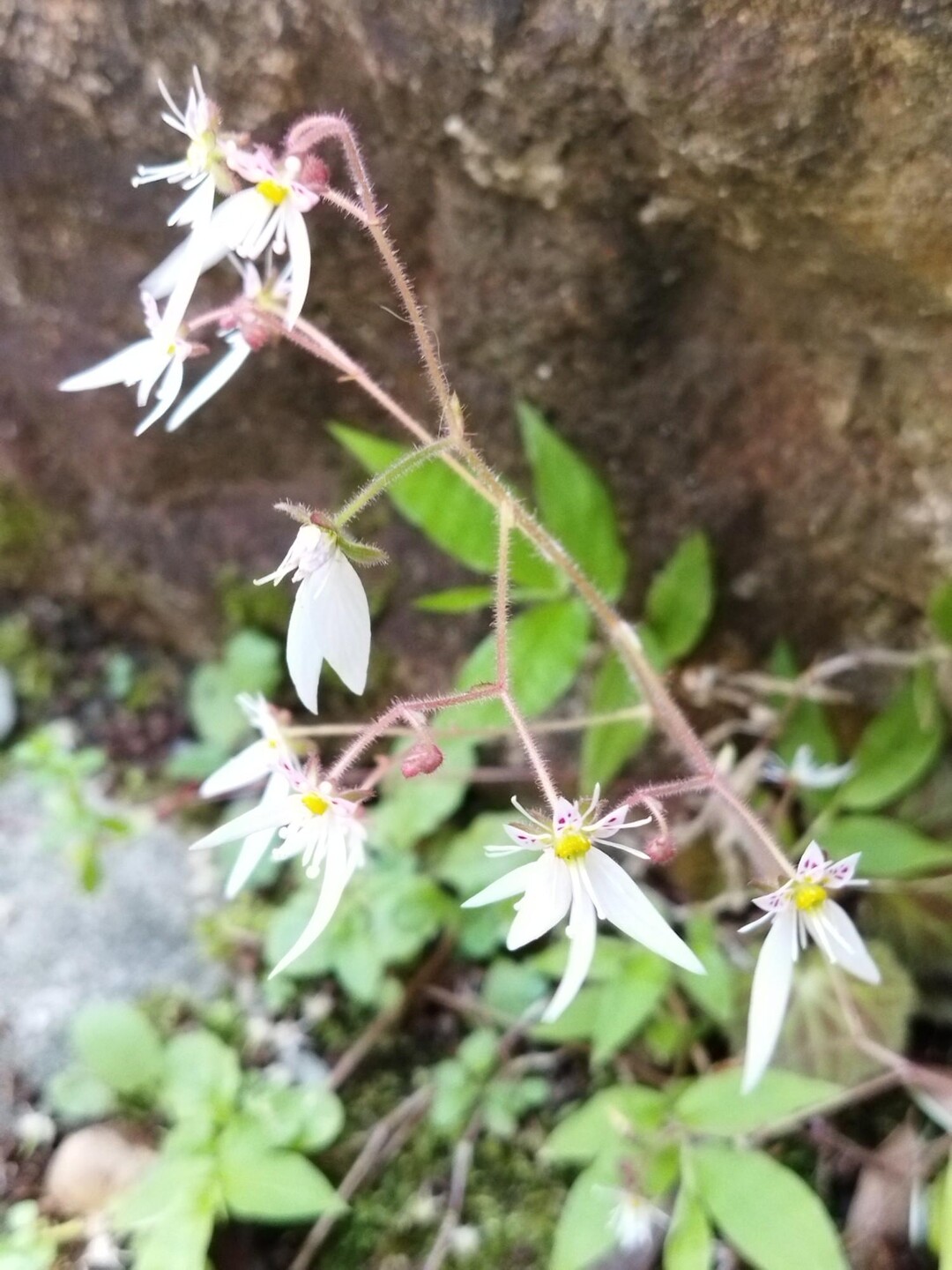 cafeの入り口に可愛く咲いてました🤗... / おだや〜p(^-^)qさんのモーメント | YAMAP / ヤマップ
