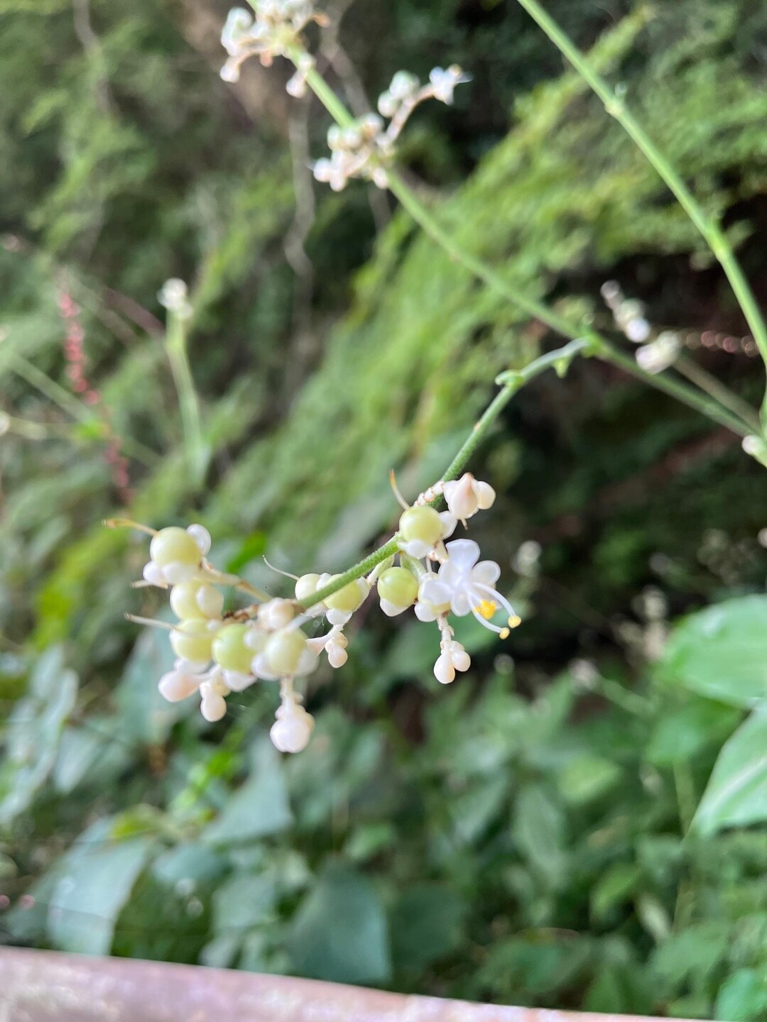 初めての高尾山6号路 / aromaさんのモーメント | YAMAP / ヤマップ