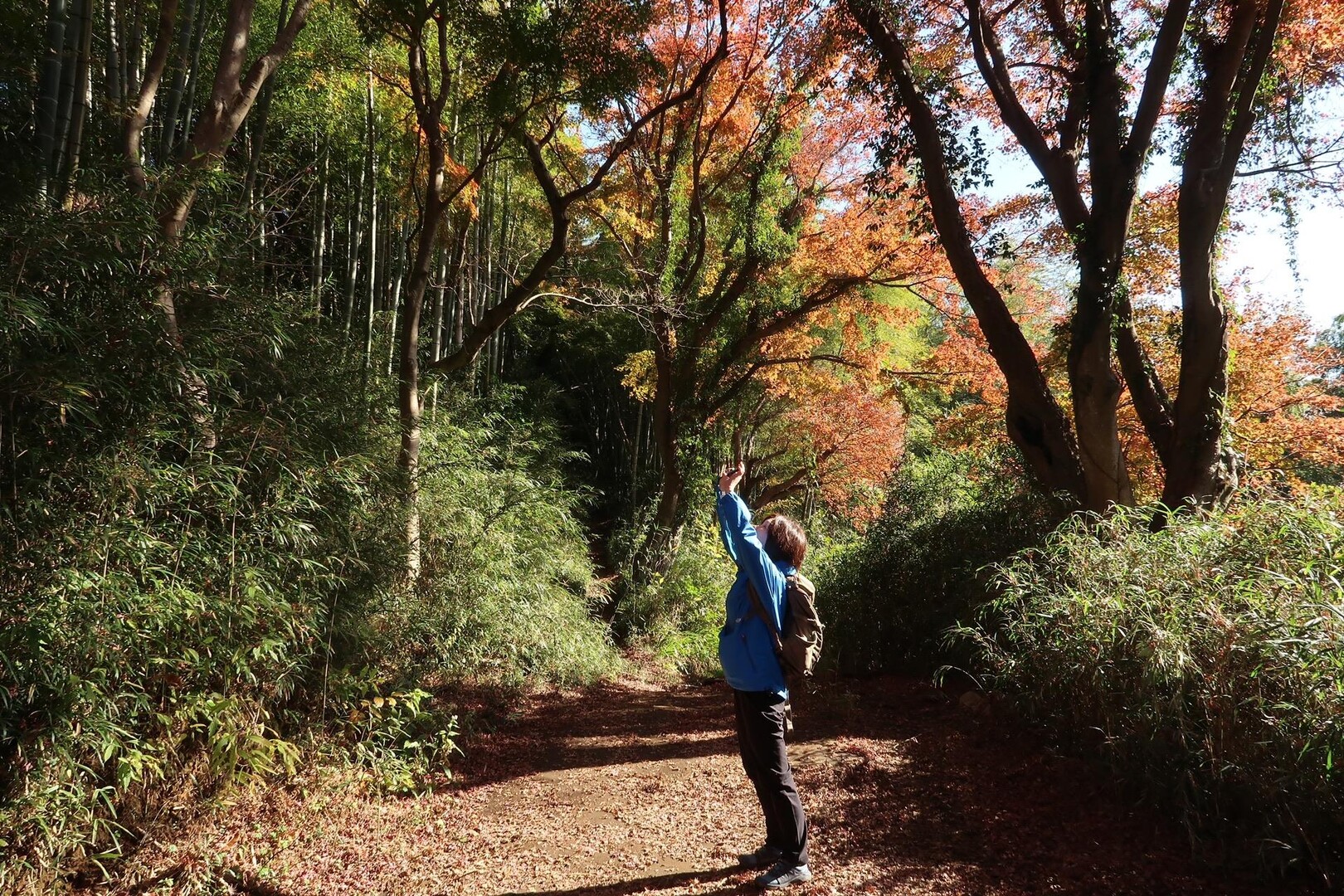鎌倉アルプス🍁獅子舞の谷で紅葉納め / heeさんの鎌倉アルプス（大平山・天台山）の活動データ | YAMAP / ヤマップ