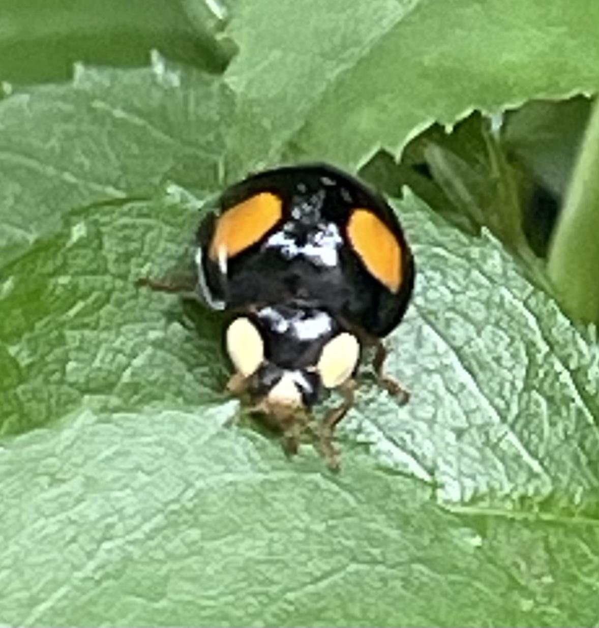 これから咲く蕾に援軍来たる😊😍 野イ... / ken-3さんのモーメント | YAMAP / ヤマップ