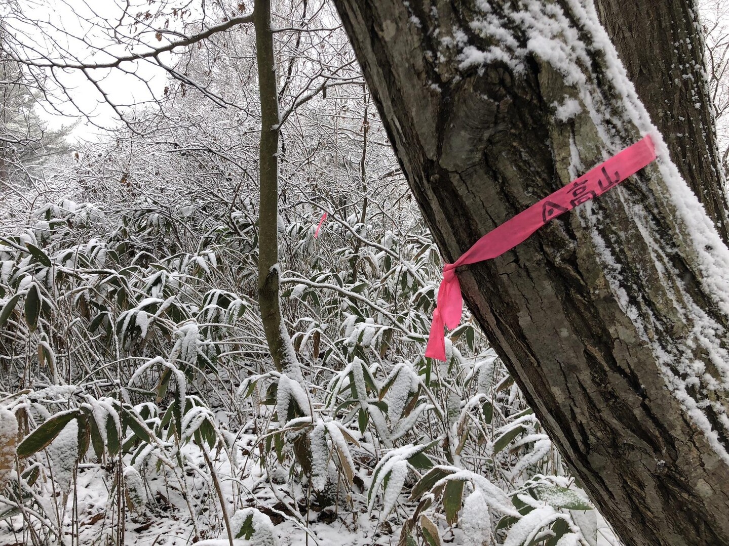 高山（歴史の道をウオーク）五戸町・南部町※動画あり / snow@ystさんの名久井岳 の活動データ | YAMAP / ヤマップ