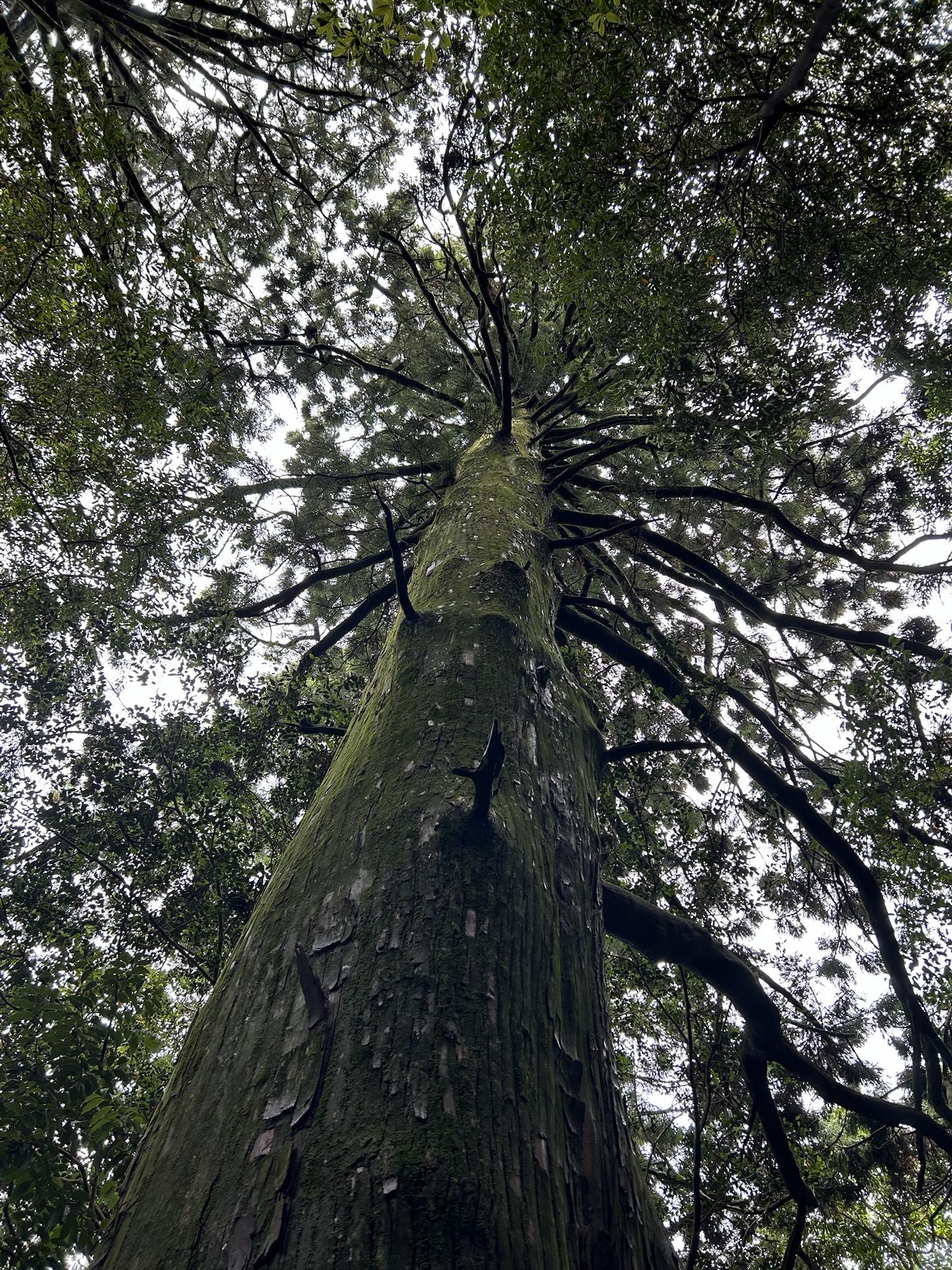 皿倉山散歩 / akoさんの皿倉山・花尾山・帆柱山の活動データ | YAMAP / ヤマップ