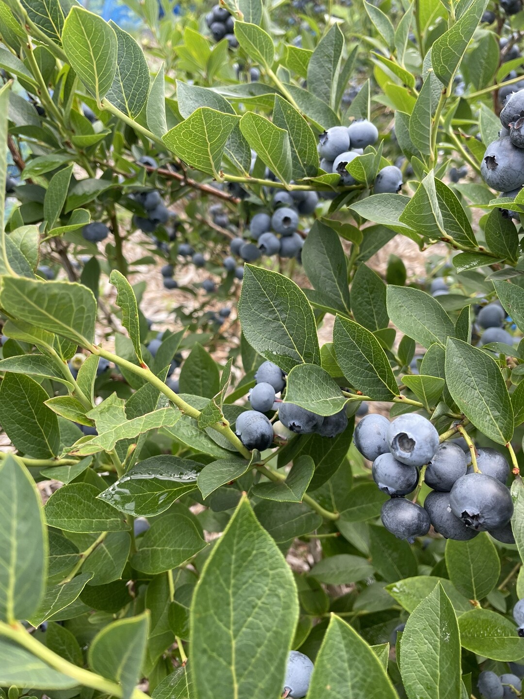 🫐ブルーベリー🫐 天気が曇り雨の予報... / IT-JUNさんのモーメント | YAMAP / ヤマップ