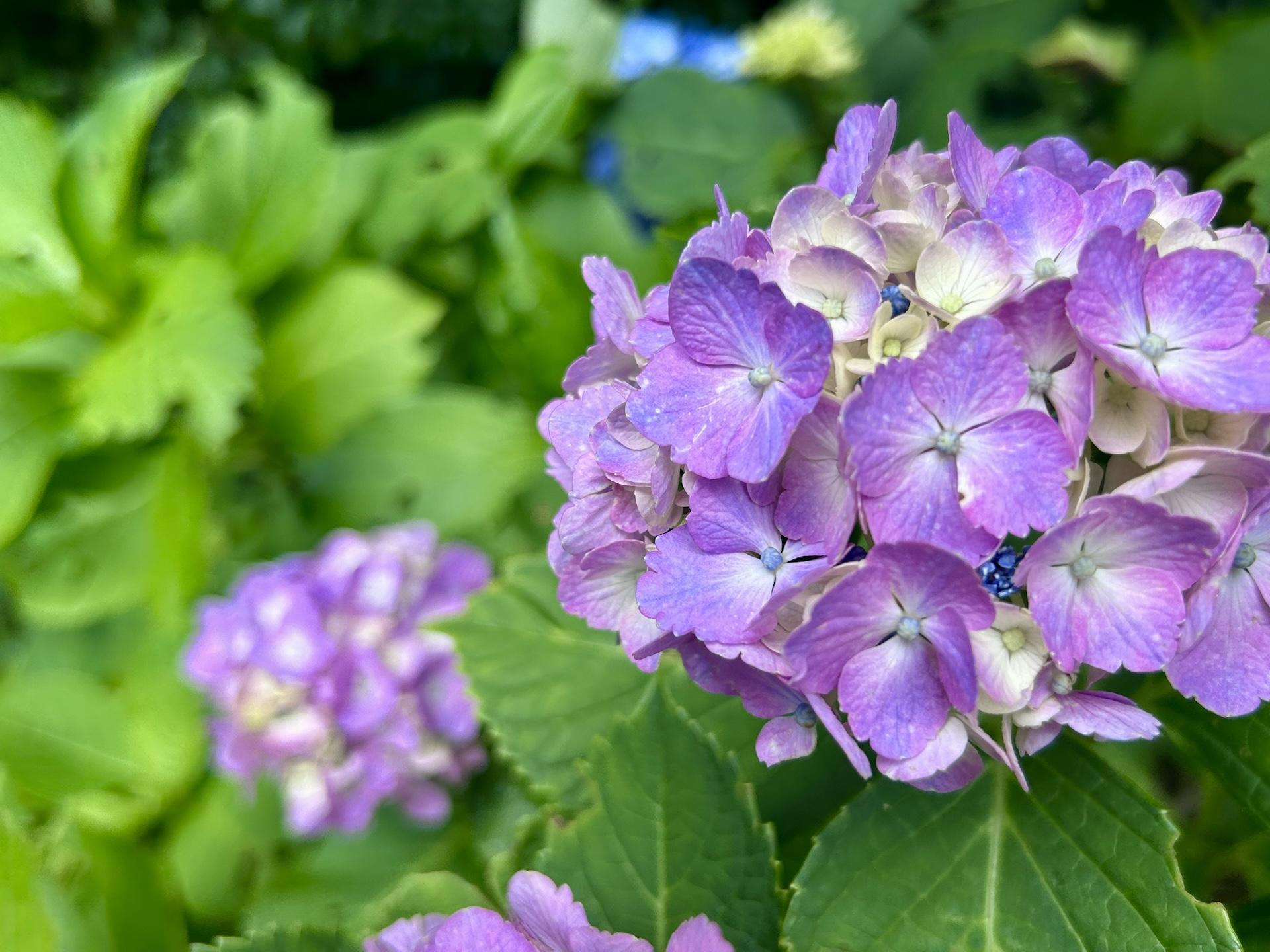 尾巡山〜モウセンゴケを探しに🥾 / Chiekoさんの尾巡山の活動データ | YAMAP / ヤマップ