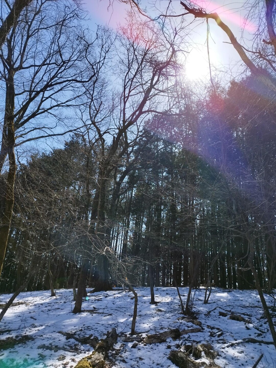 大鳥屋山・岳ノ山（周回・日帰り） / YK_ygtさんの大鳥屋山・岳ノ山の活動データ | YAMAP / ヤマップ