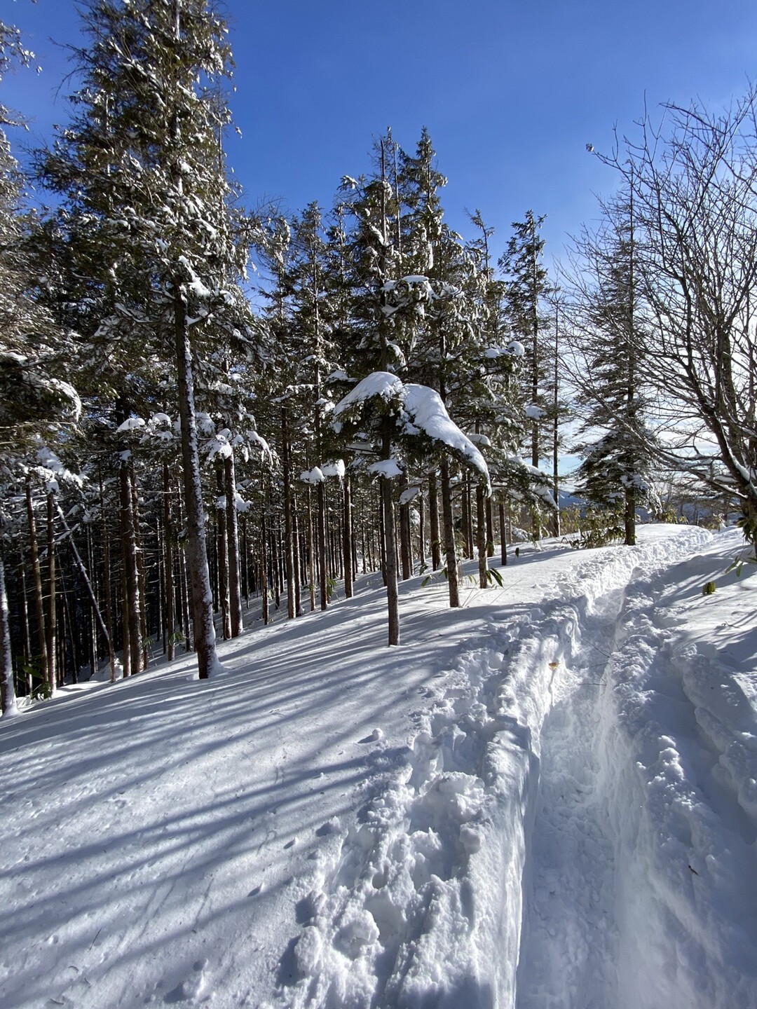 横岳(大川入山撤退) / nA_Akさんの大川入山・横岳の活動データ | YAMAP / ヤマップ