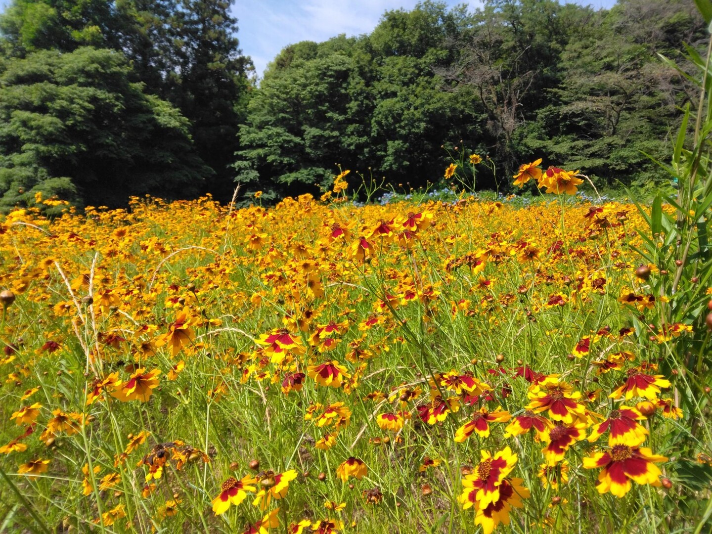 金山城跡#64 / あき250(あき2号)さんの金山（新田金山）・八王子丘陵の活動データ | YAMAP / ヤマップ