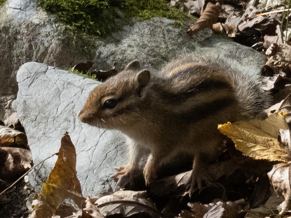 御池岳・荷ヶ岳(冷川岳) ・頭陀ヶ平 / Hossonさんの藤原岳・御池岳の活動データ | YAMAP / ヤマップ