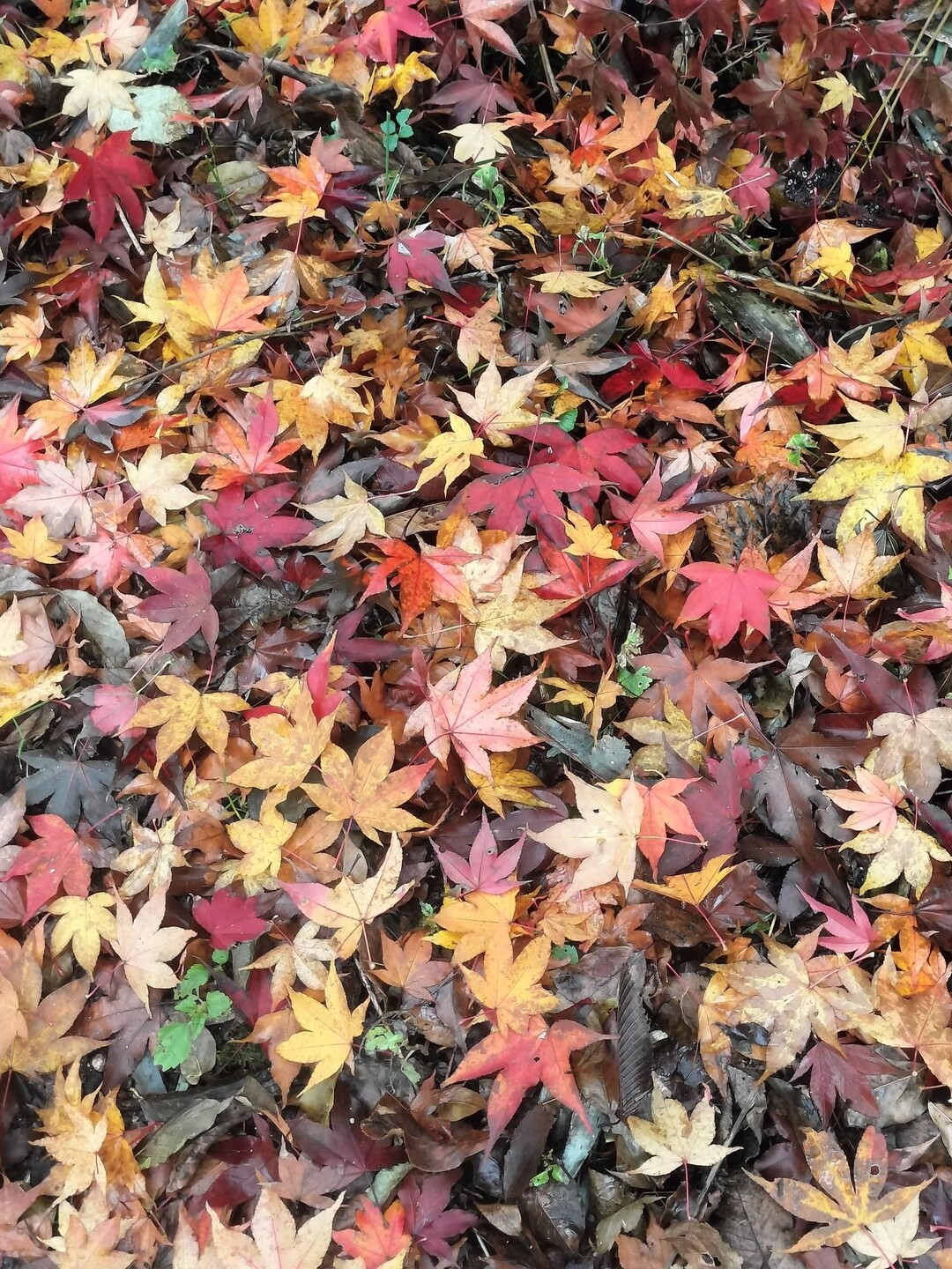 久しぶりの六甲山最高峰 荒神山・西お多福山・六甲山 / Temu北新地さんの六甲山・長峰山・摩耶山の活動データ | YAMAP / ヤマップ