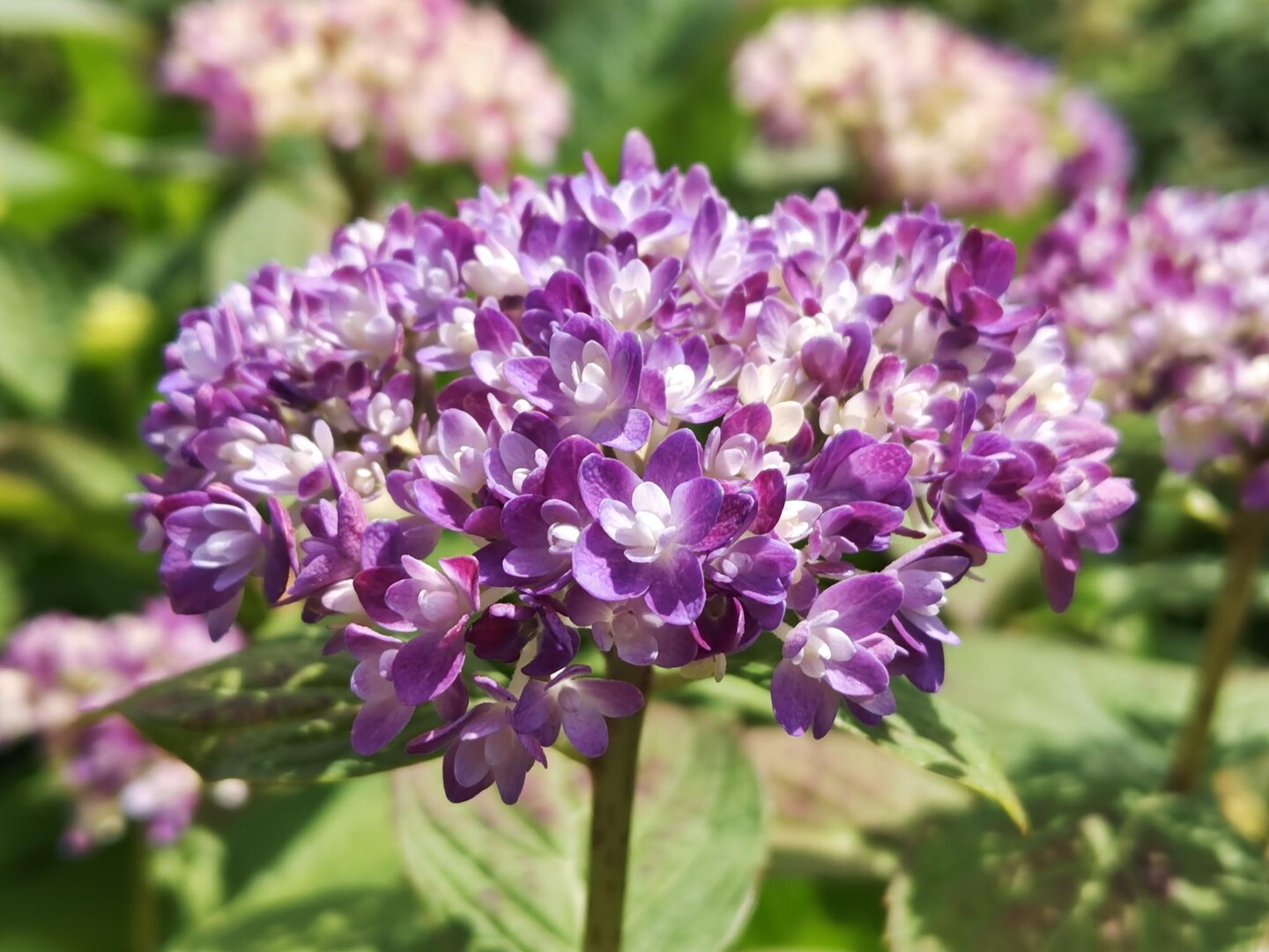 54😆愛宕山 / megさんの能古島の活動データ | YAMAP / ヤマップ