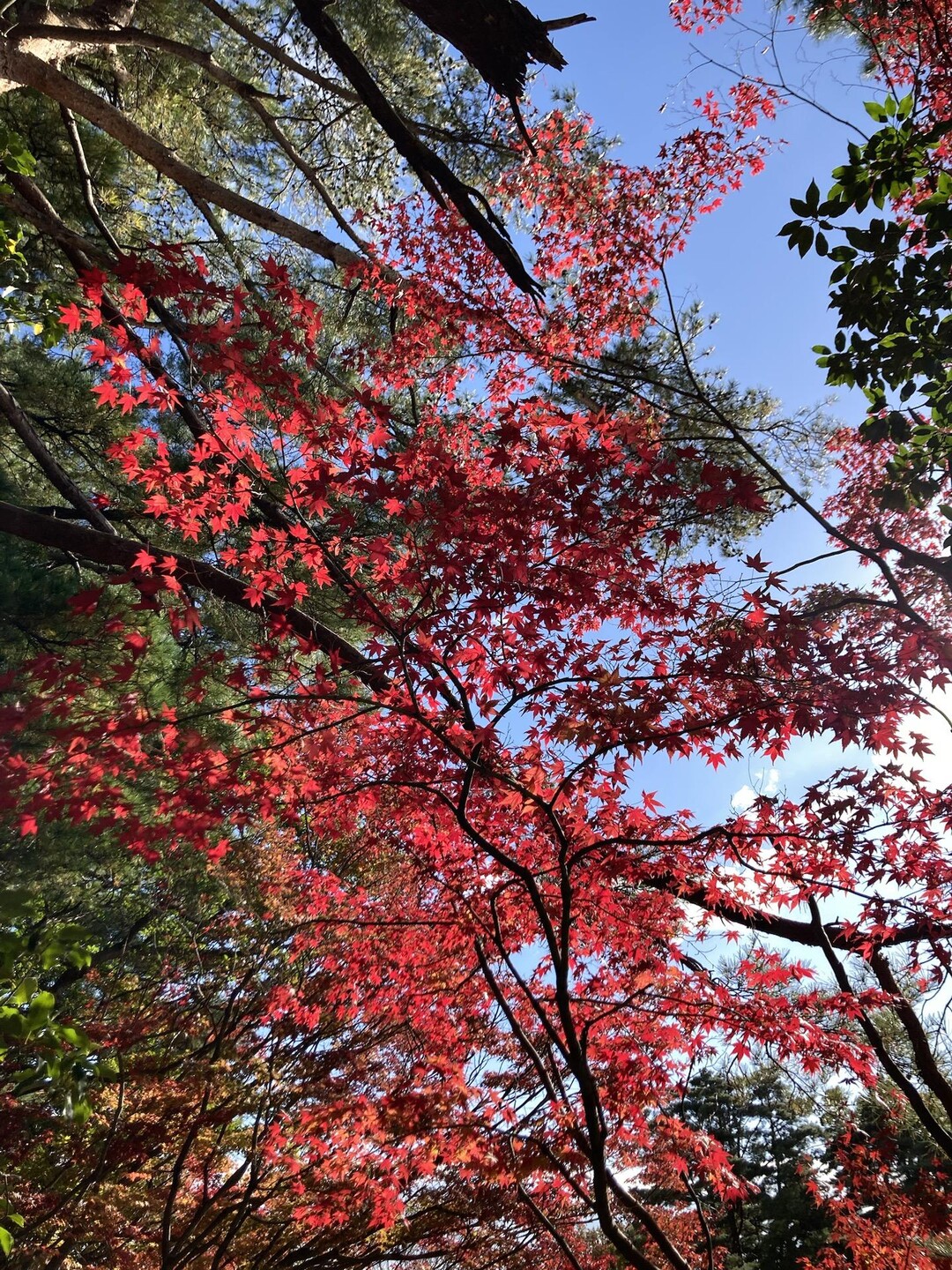 釈迦岳・ポンポン山・大沢山 / Yuriさんの鳩ヶ峰の活動データ | YAMAP / ヤマップ