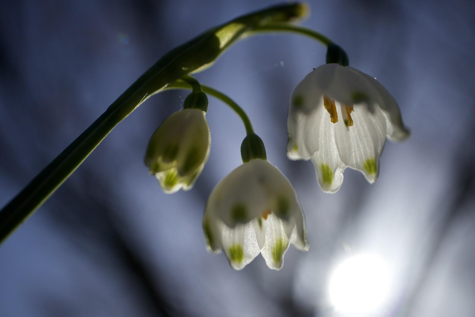 スノードロップに逢いに︎︎︎·͜·ᕷ 手... / nakaさんのモーメント | YAMAP / ヤマップ