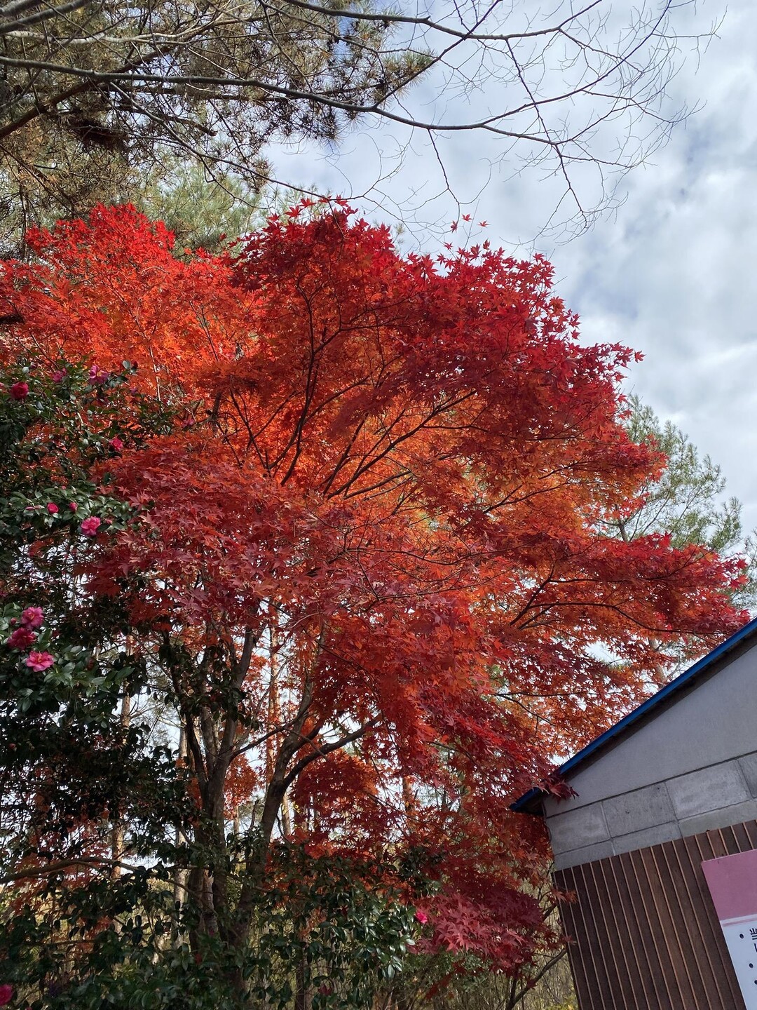 権現山・大黒目山 / benchanさんの葦嶽山の活動データ | YAMAP / ヤマップ