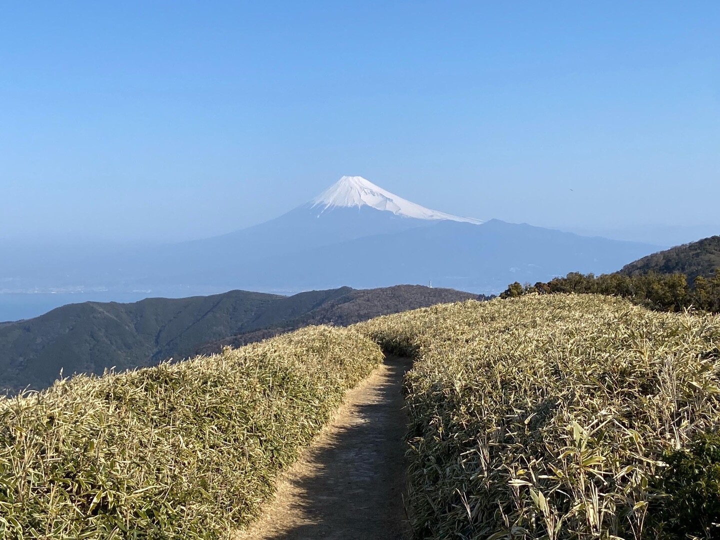 金冠山・達磨山（伊豆山稜線歩道） / kazu-bayさんの金冠山・達磨山・葛城山の活動データ | YAMAP / ヤマップ