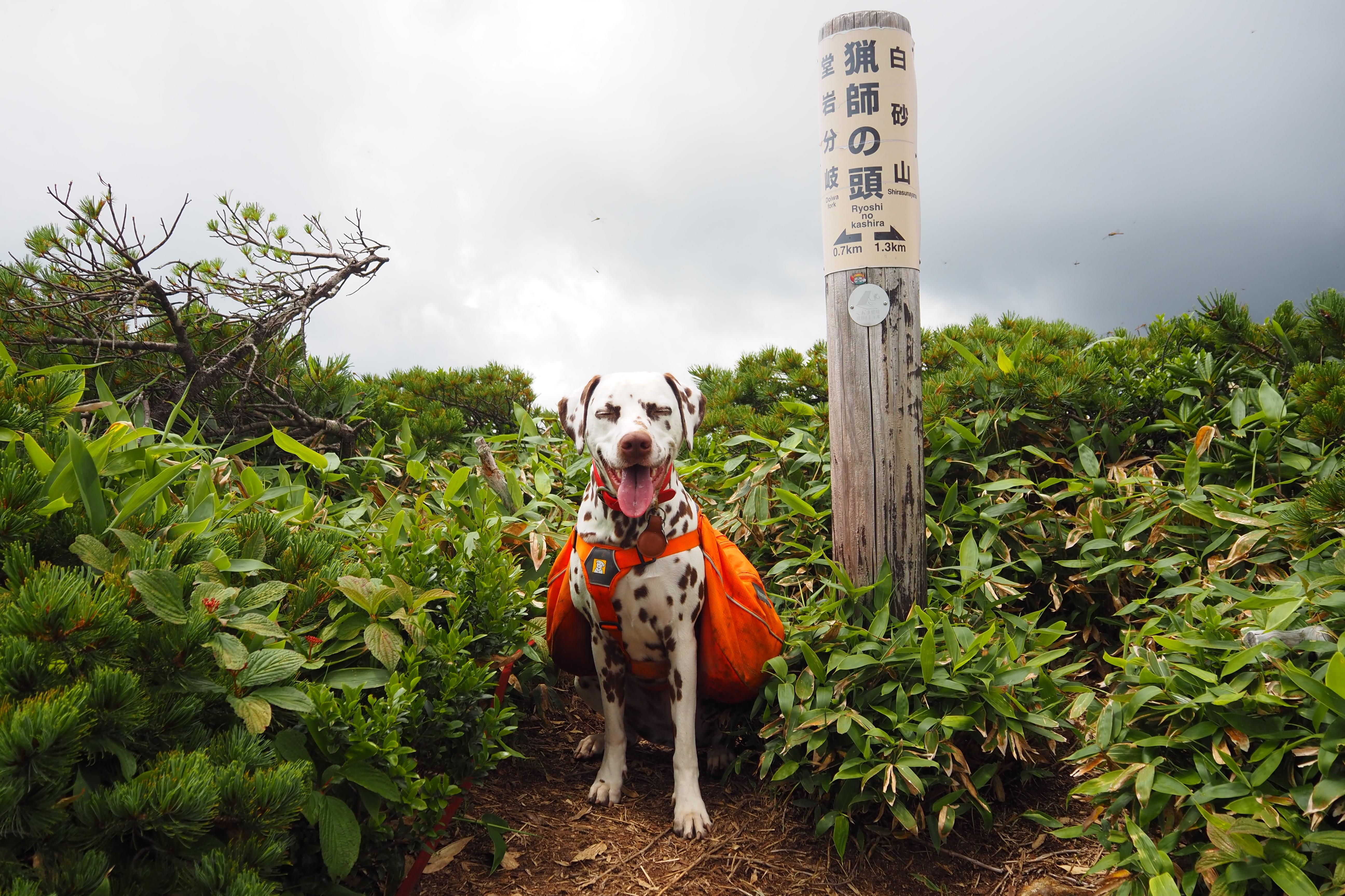 白砂山キャンセル・猟師の頭ピストン / syuka_dogさんの白砂山・堂岩山・八間山の活動データ | YAMAP / ヤマップ
