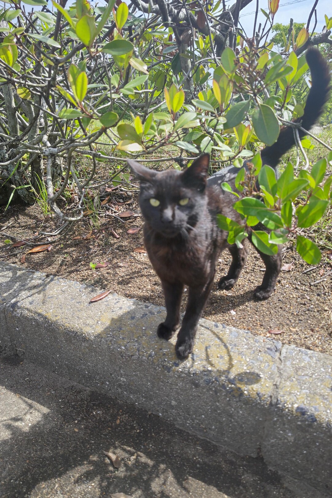 リハビリで山歩する遙照山 / gp02さんの遙照山の活動データ | YAMAP / ヤマップ