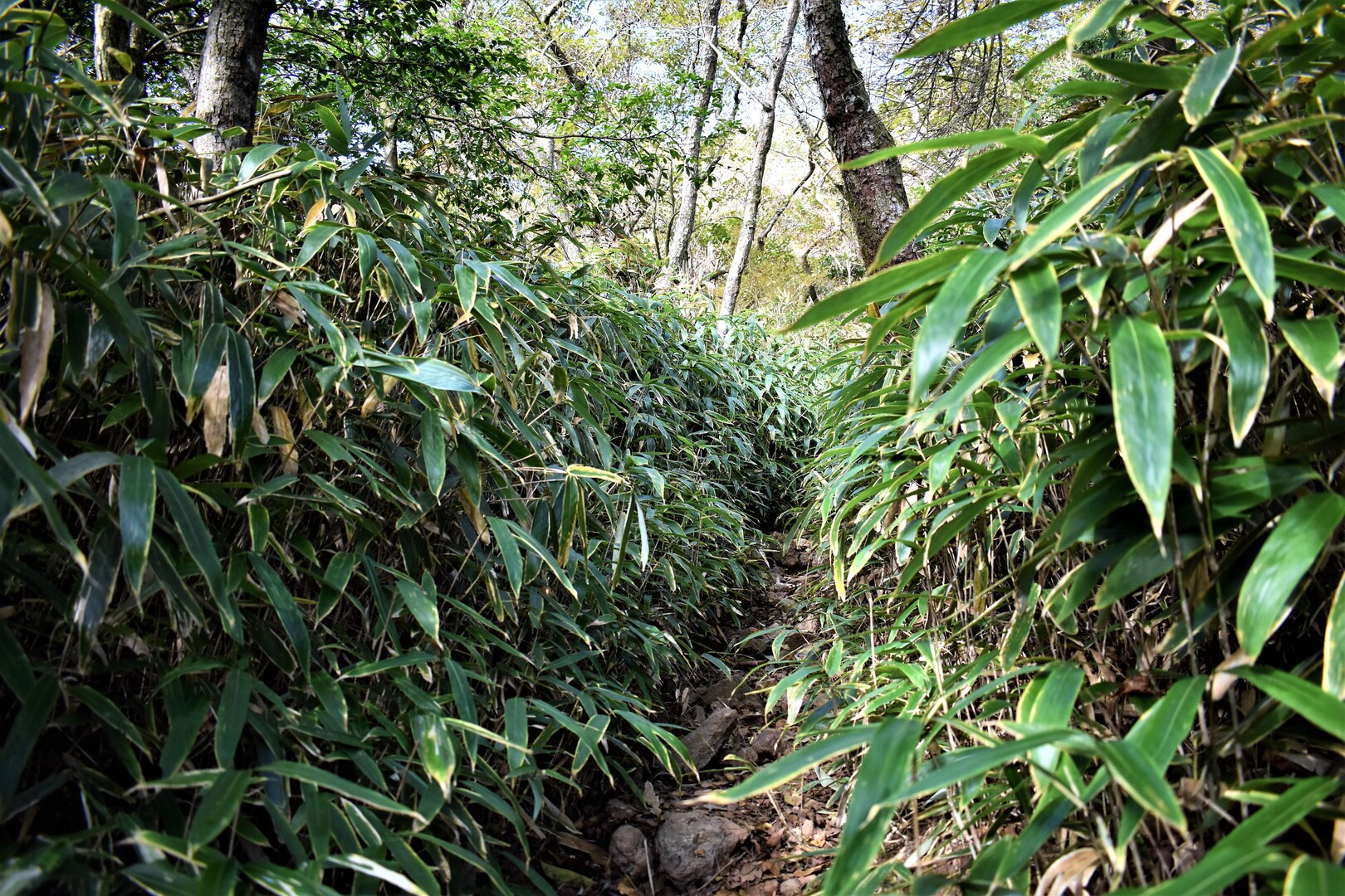 ピエール・HOSHIさんの投稿したフィールドメモ | YAMAP / ヤマップ