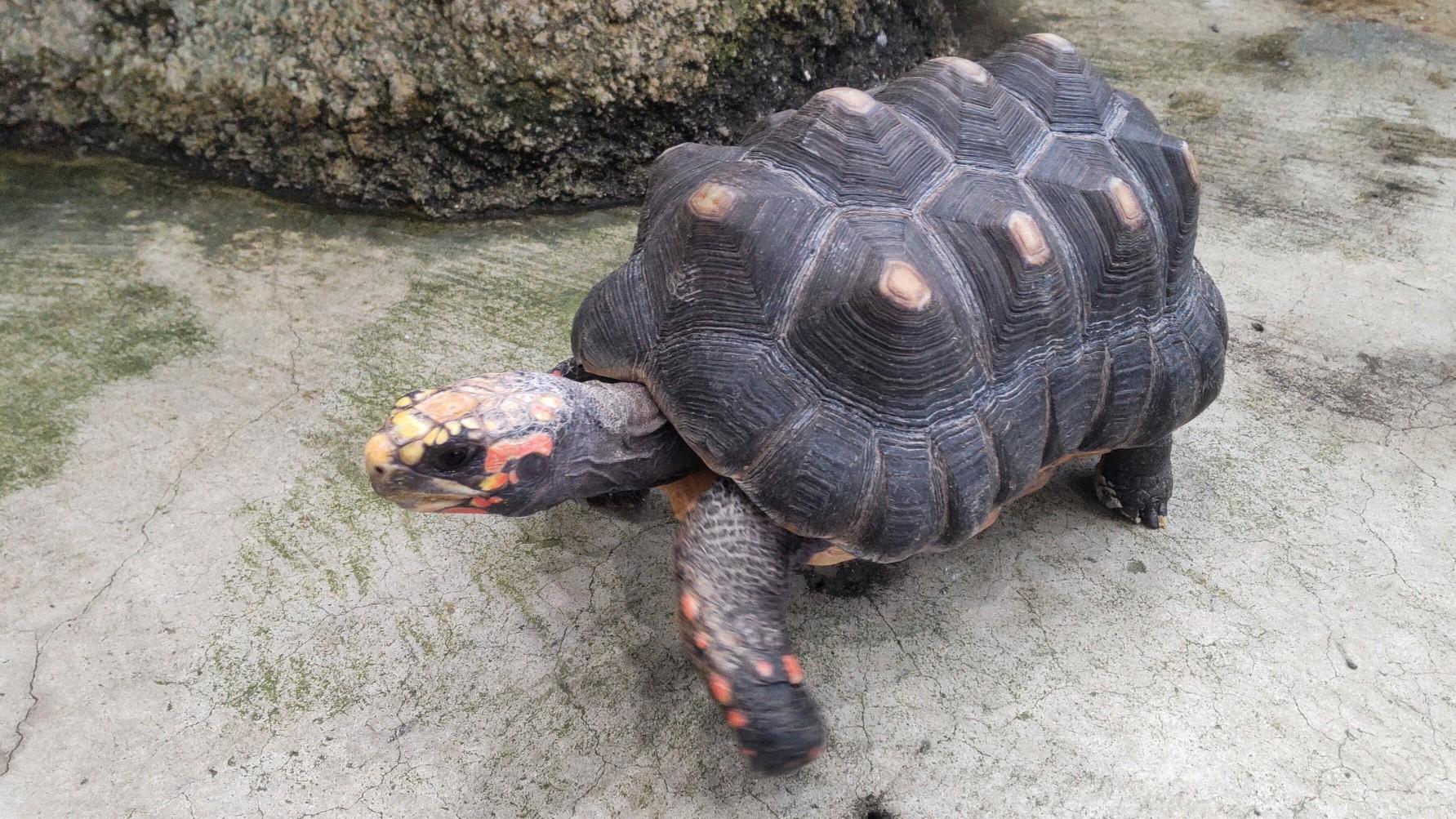 足羽山 https://tabibto.... / てんぐのこさんのモーメント | YAMAP / ヤマップ