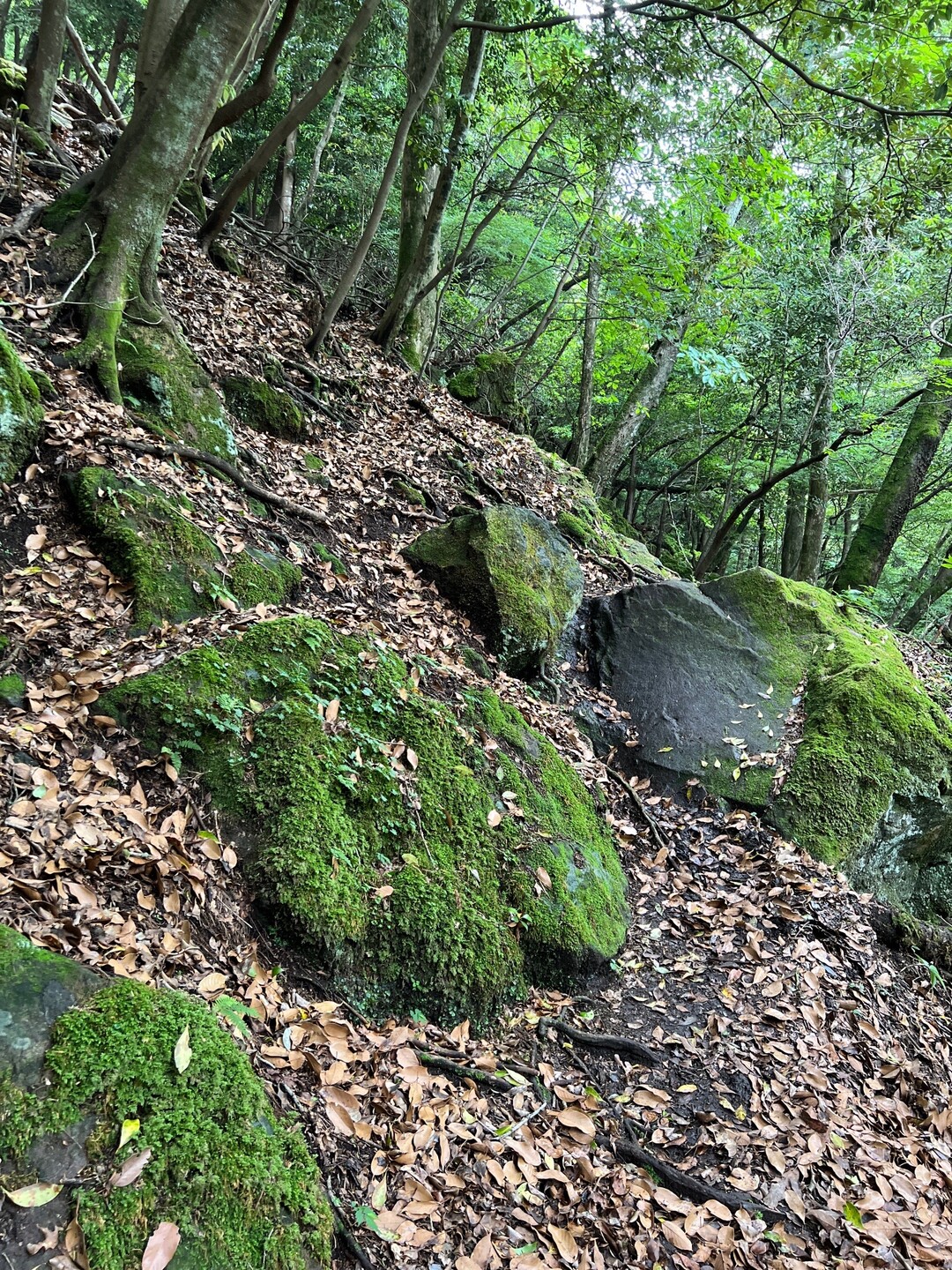 kyoopoさんの投稿したフィールドメモ | YAMAP / ヤマップ