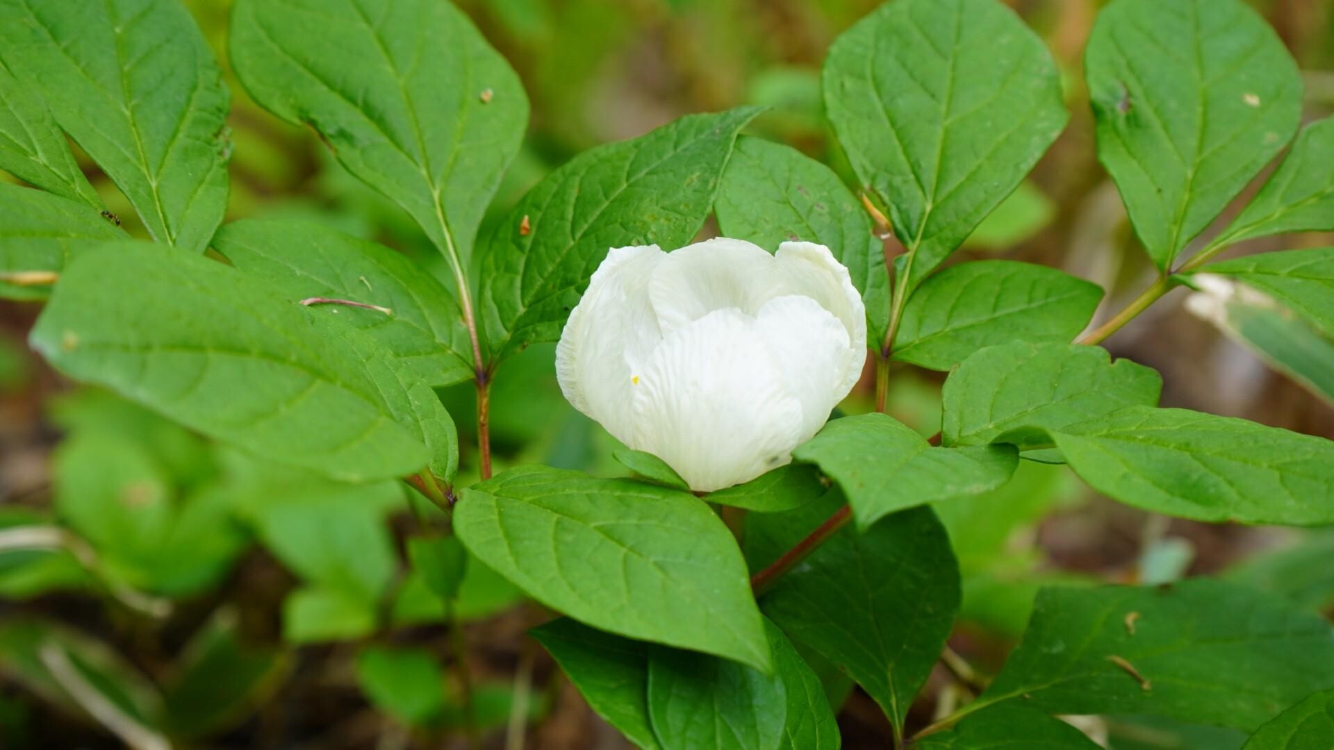 戦場ヶ原から湯ノ湖までハイキング / クボリン 1123226さんの男体山の活動データ | YAMAP / ヤマップ