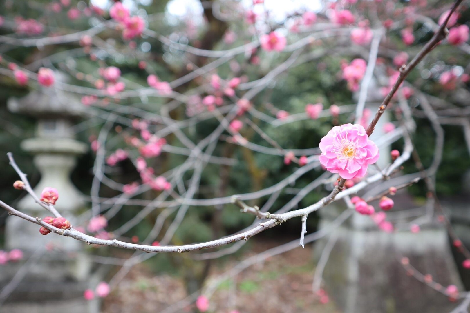 北野天満宮にて EOS Kiss M2と... / yukiさんのモーメント | YAMAP / ヤマップ