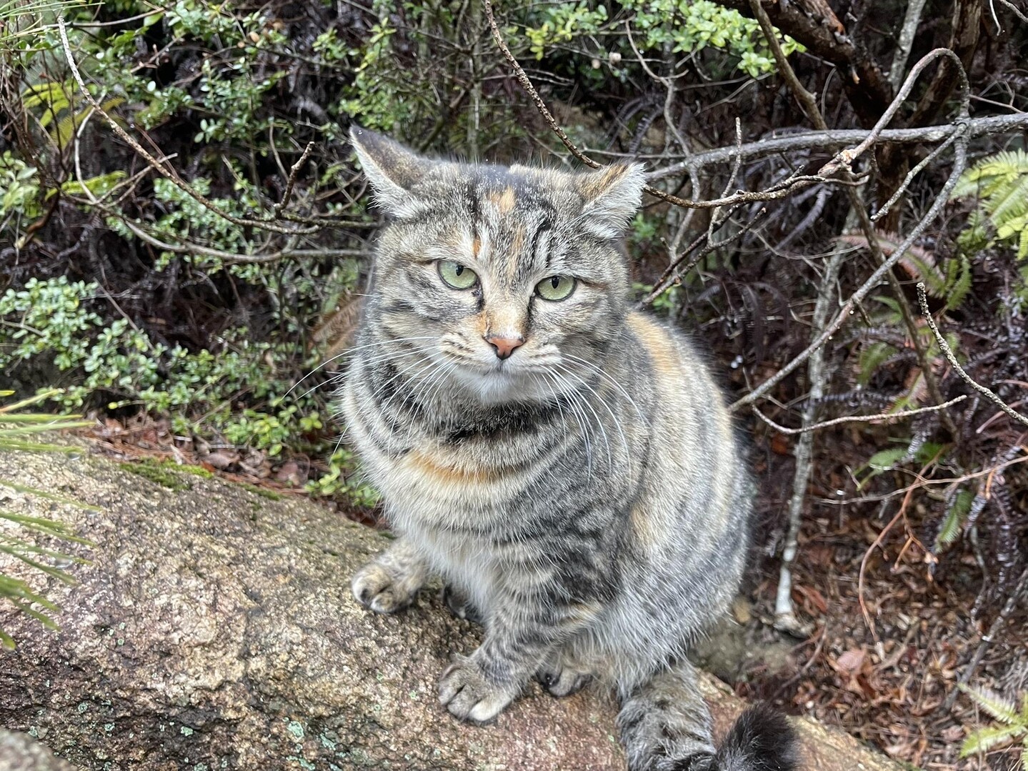 荒地山・打越山 / DJさんの六甲山・長峰山・摩耶山の活動データ | YAMAP / ヤマップ