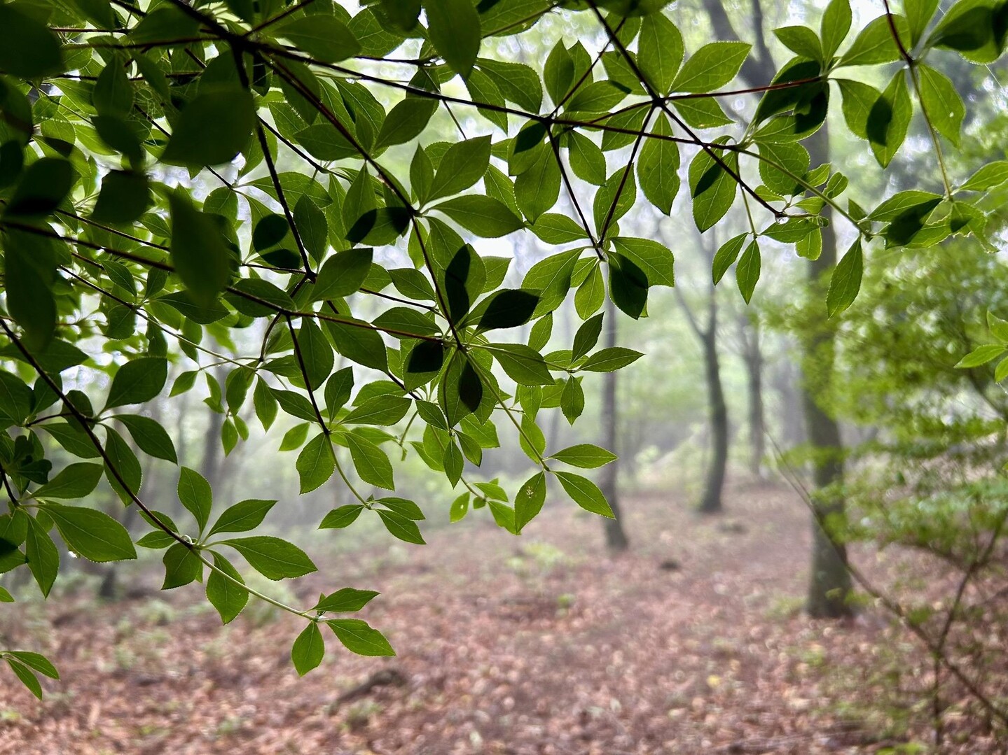 これからの安全を願って((´∀`*))御許山・雲ヶ岳 / datinさんの御許山・雲ヶ岳・米神山の活動データ | YAMAP / ヤマップ