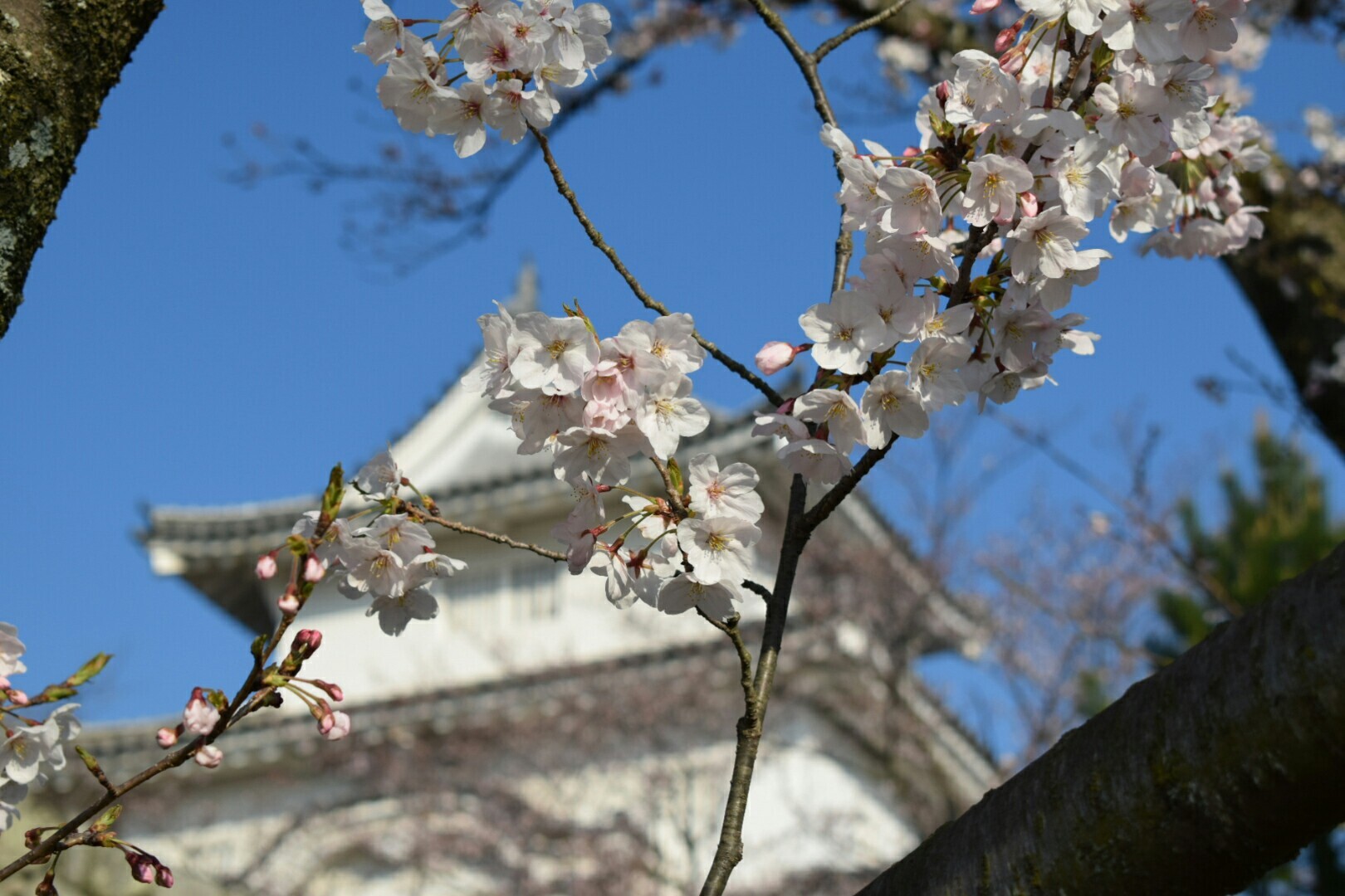 丸亀城 / nm25さんの丸亀市の活動データ | YAMAP / ヤマップ