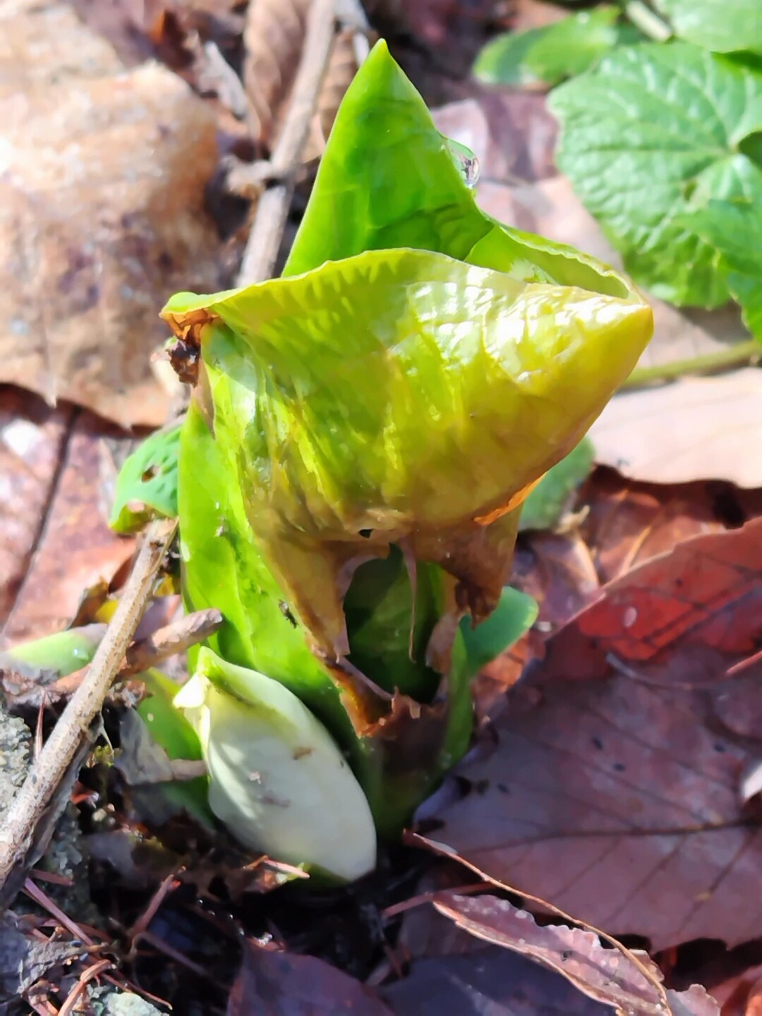 自宅の脇に、裏のブナとミズナラの森からの... / takaさんのモーメント | YAMAP / ヤマップ