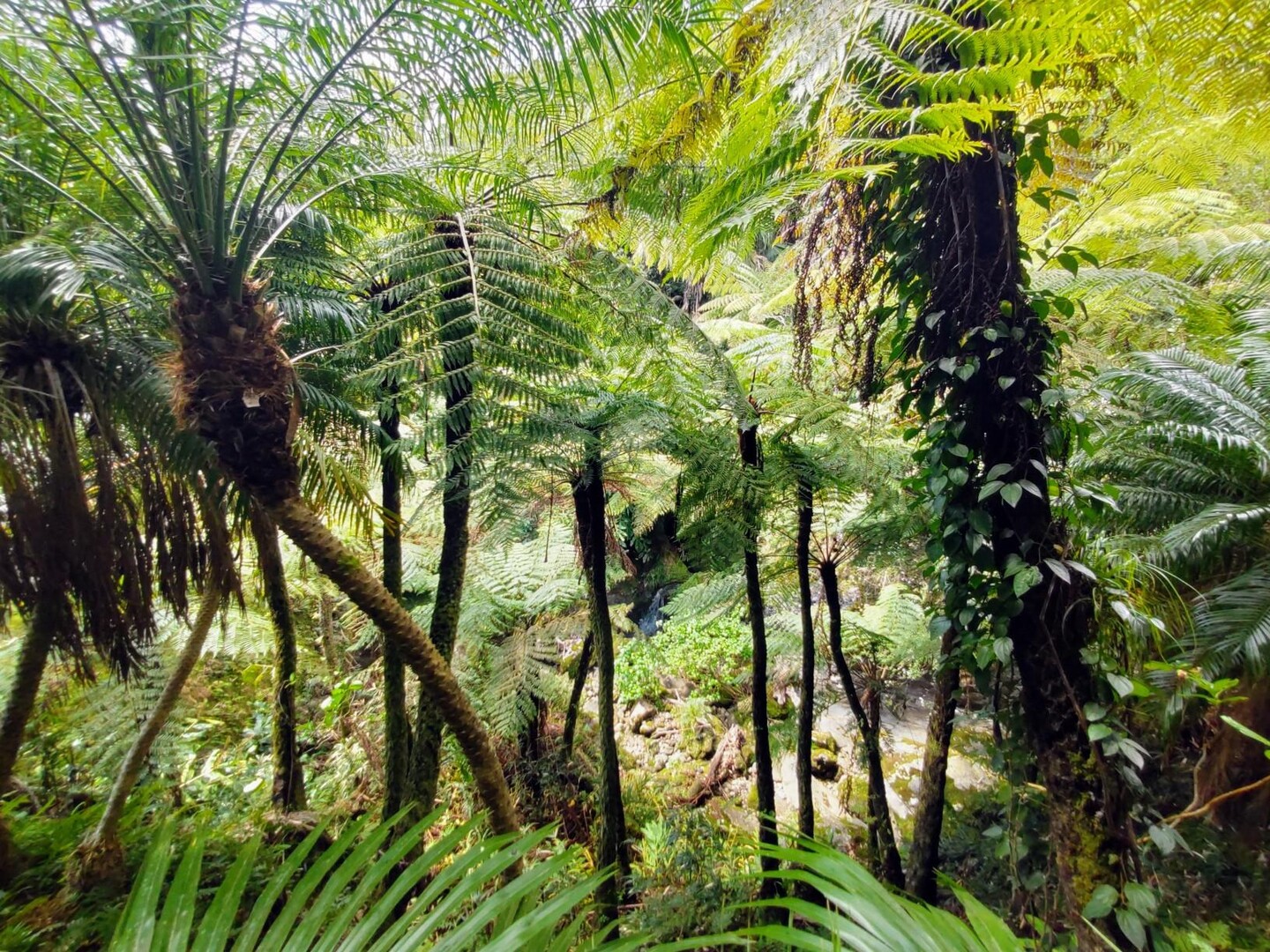 八丈島にてゆるゆるの巻 / Yuuki.Yさんの八丈島・東山（三原山）・西山（八丈富士）の活動データ | YAMAP / ヤマップ