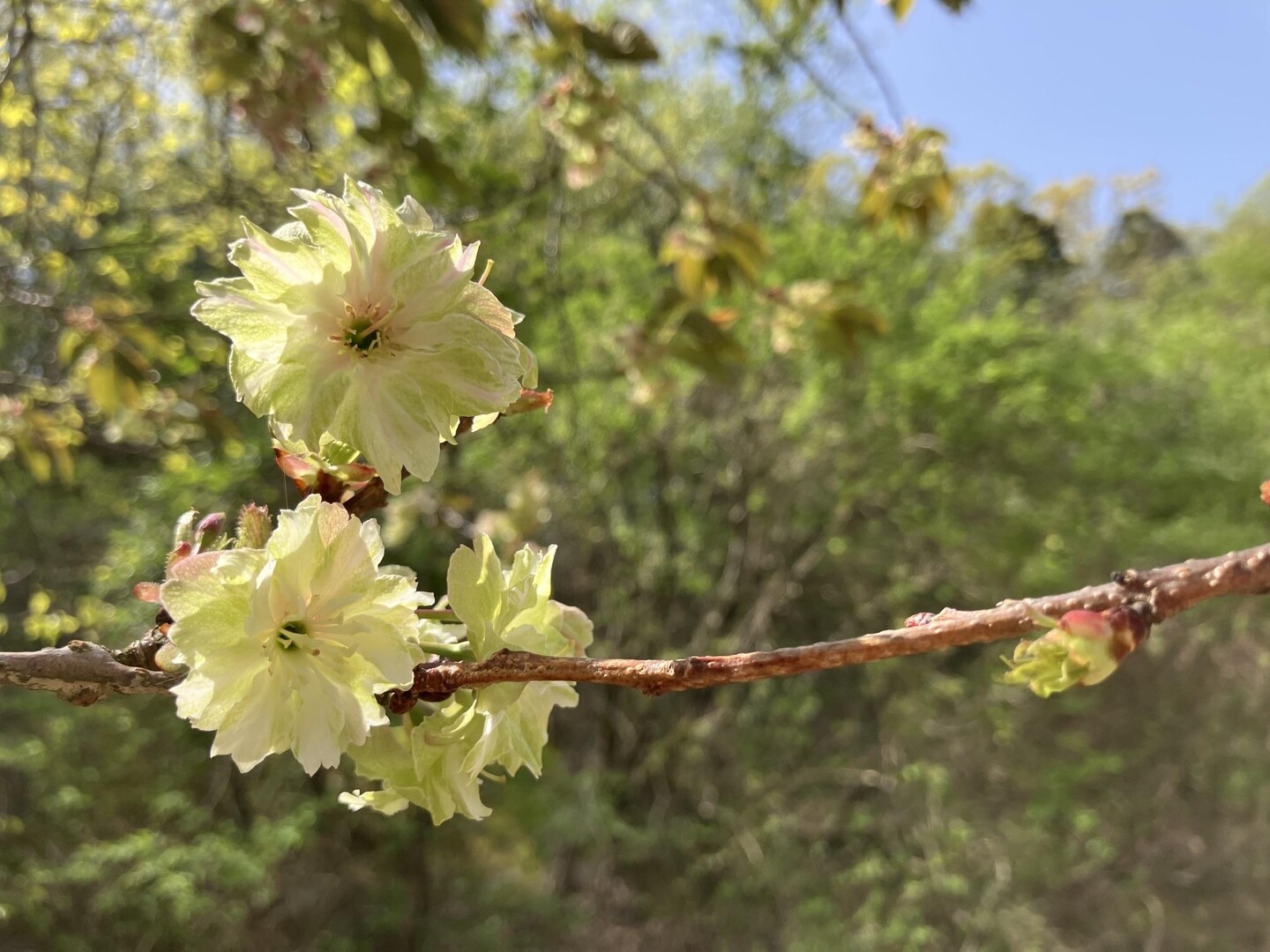 今年も咲いてました ギョイコウ（御衣黄）... / pongoさんのモーメント | YAMAP / ヤマップ