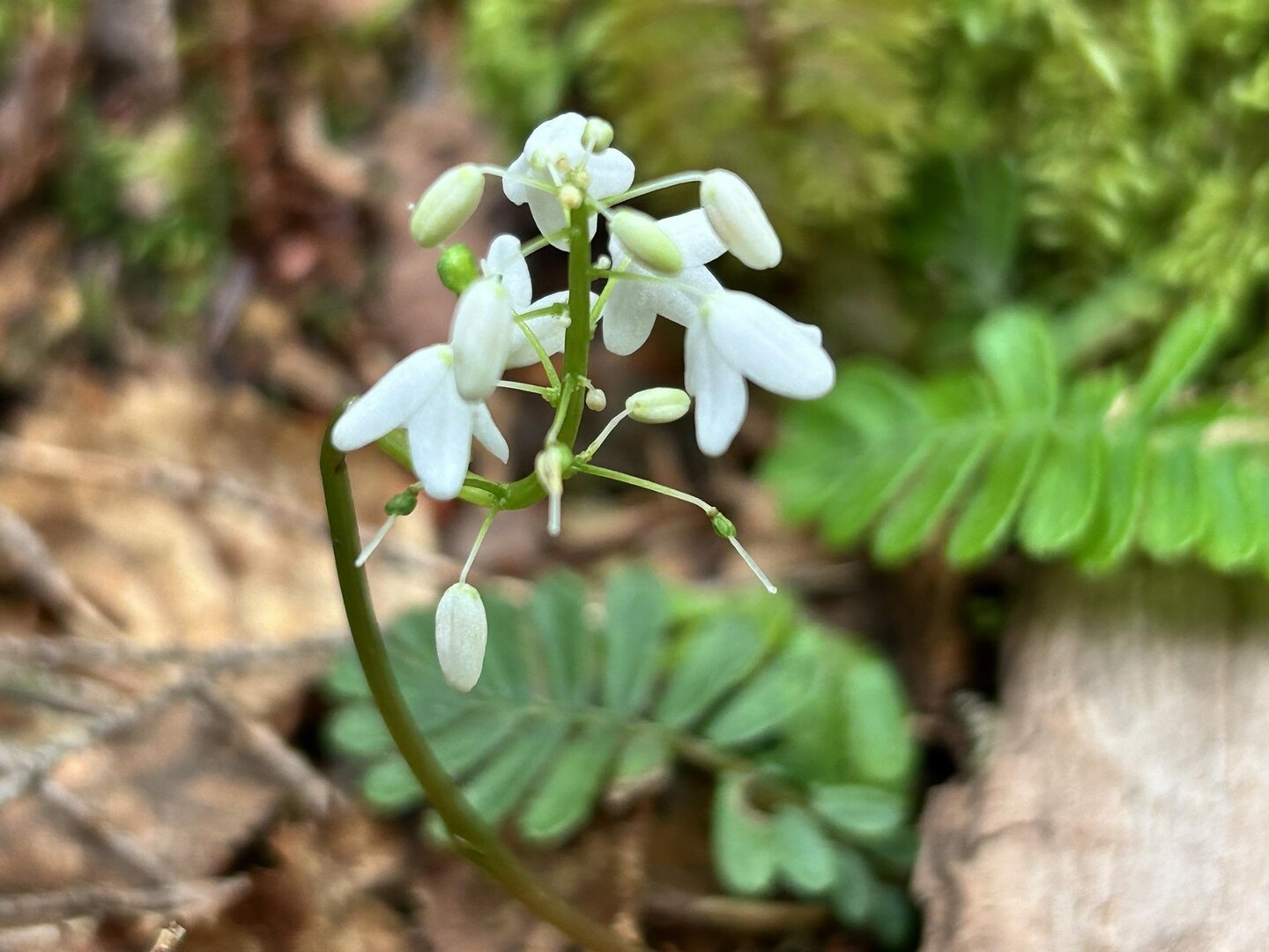 笊ヶ岳(老平〜ピストン) / Co-CHeさんの笊ヶ岳・布引山・生木割山の活動データ | YAMAP / ヤマップ