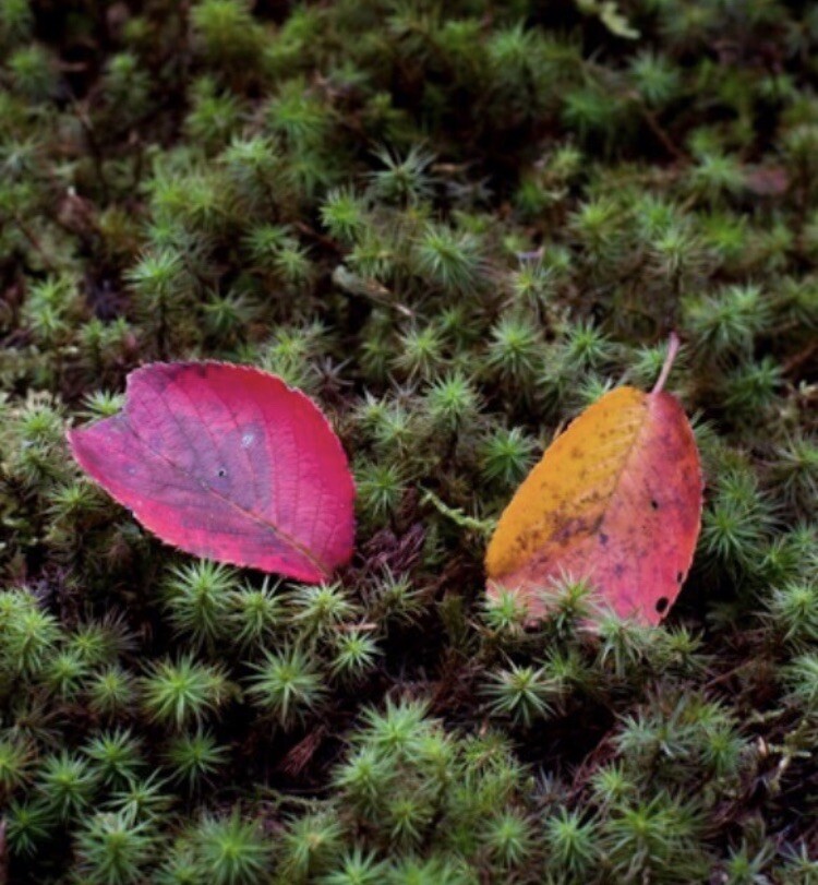 ＊gran＊のページ | YAMAP / ヤマップ