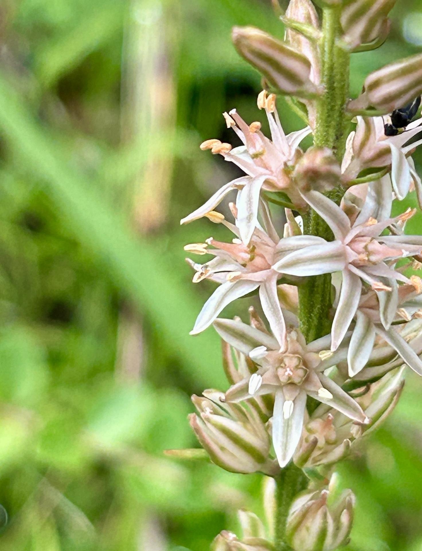 千貫平公園へ / Chiekoさんのウォーキングの活動データ | YAMAP / ヤマップ