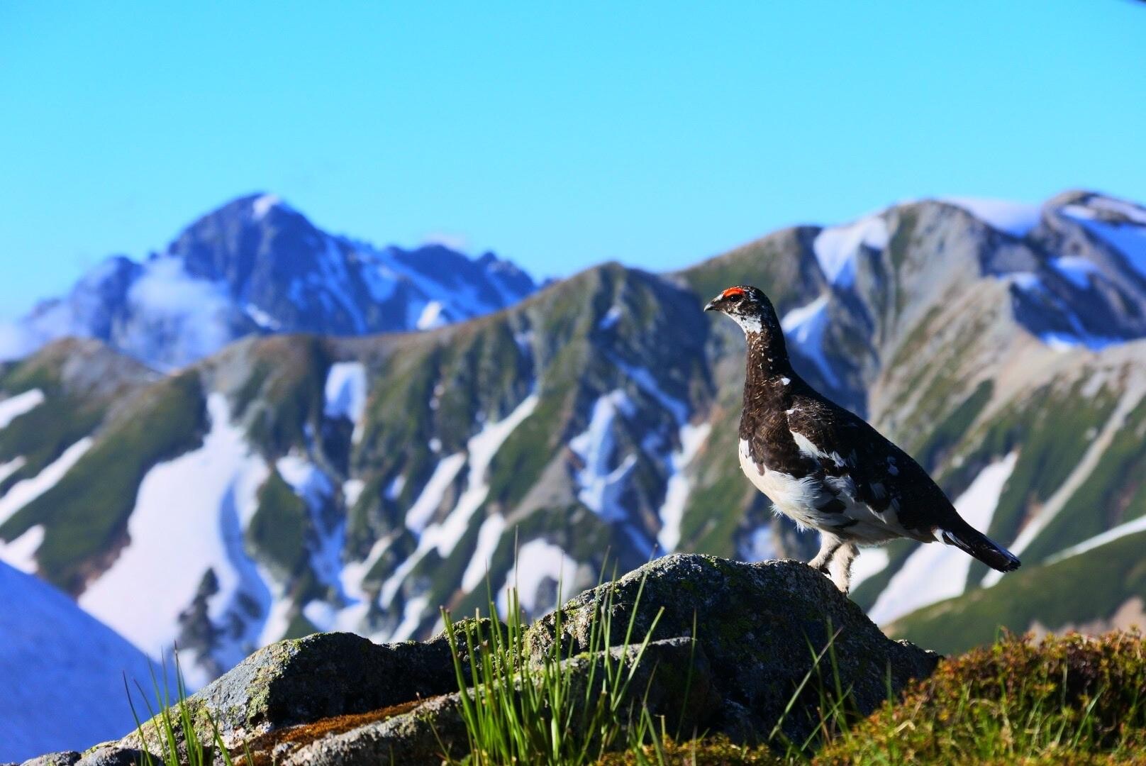 浄土山・立山（雄山）・立山（大汝山） / yuuさんの立山・雄山・浄土山の活動データ | YAMAP / ヤマップ