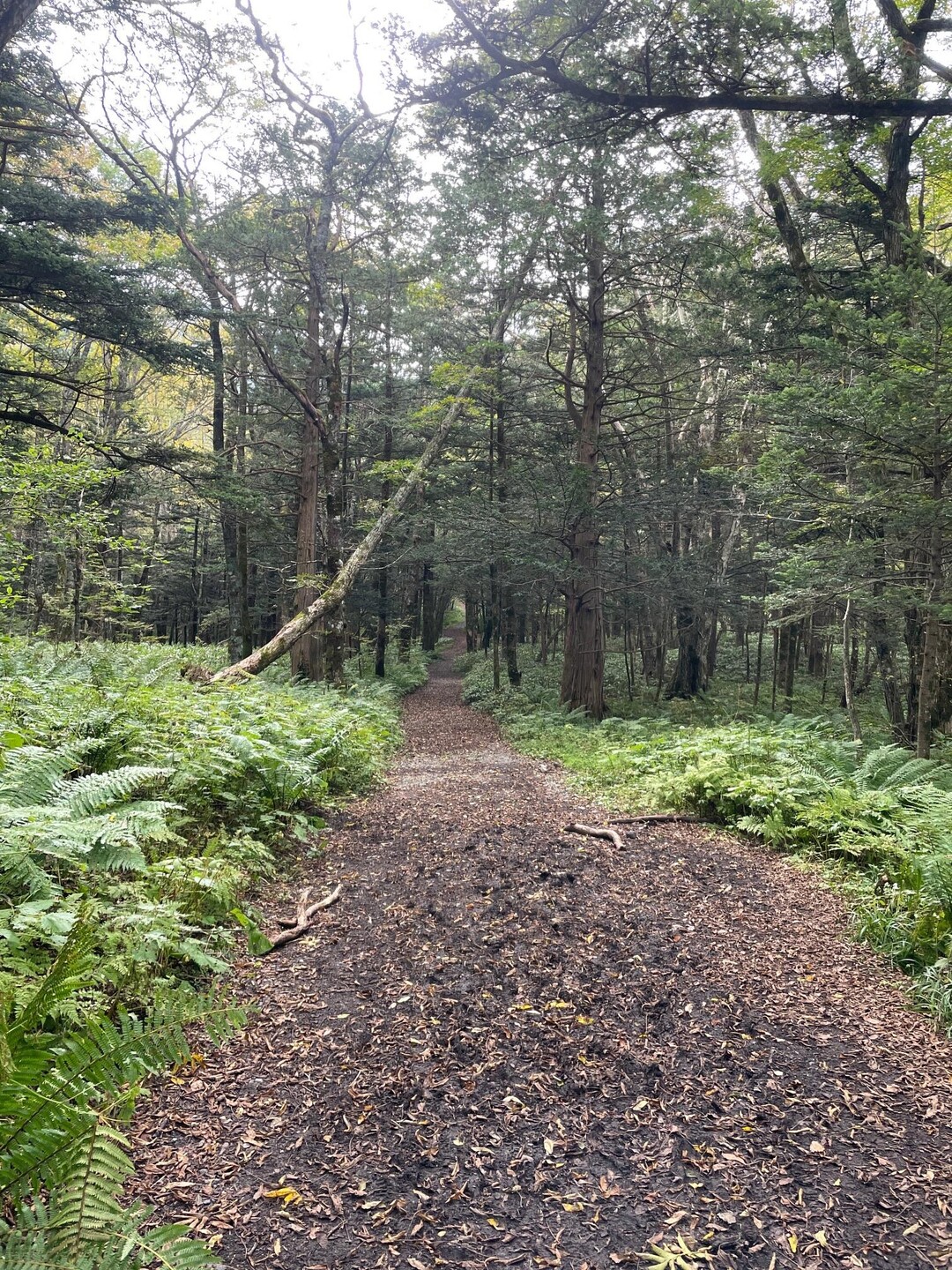 shiryoさんの投稿したフィールドメモ | YAMAP / ヤマップ