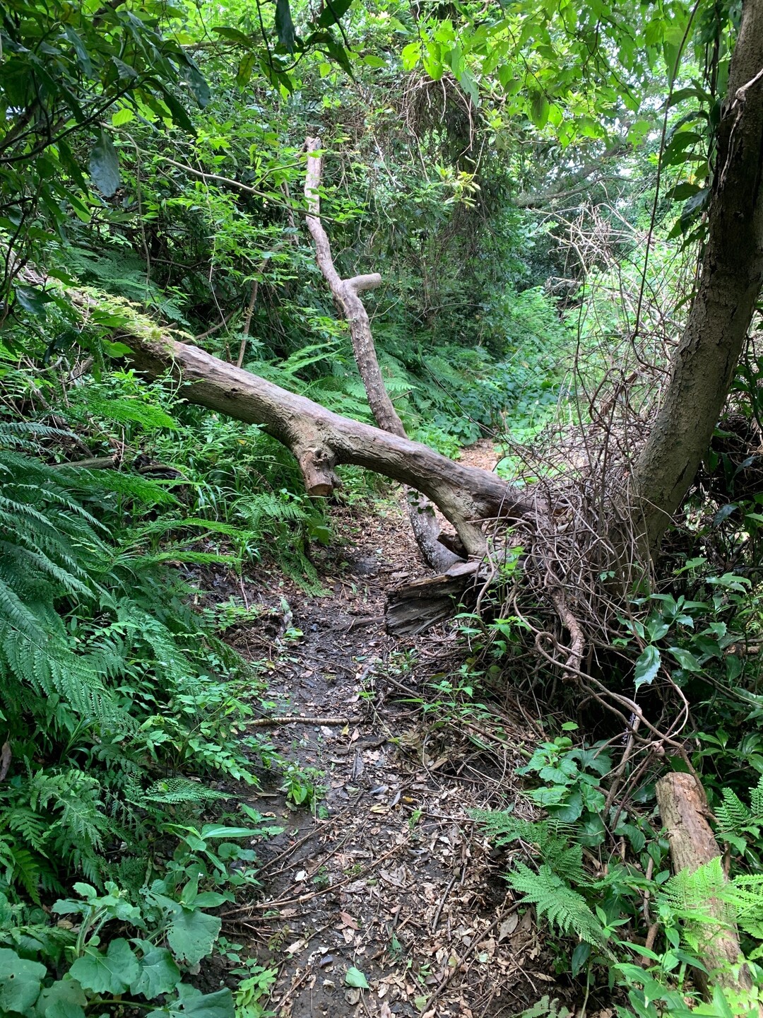 HIDEさんの投稿したフィールドメモ | YAMAP / ヤマップ